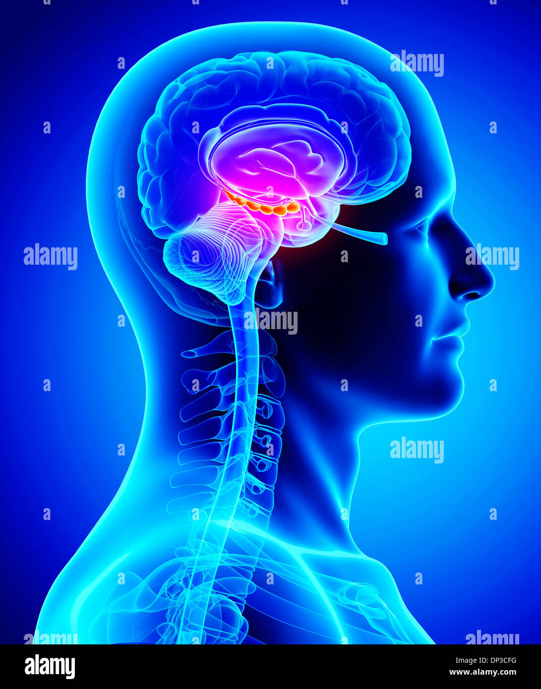 Male brain, artwork Stock Photo - Alamy