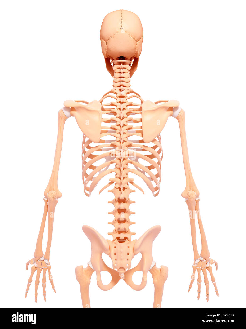 Human skeleton, artwork Stock Photo - Alamy