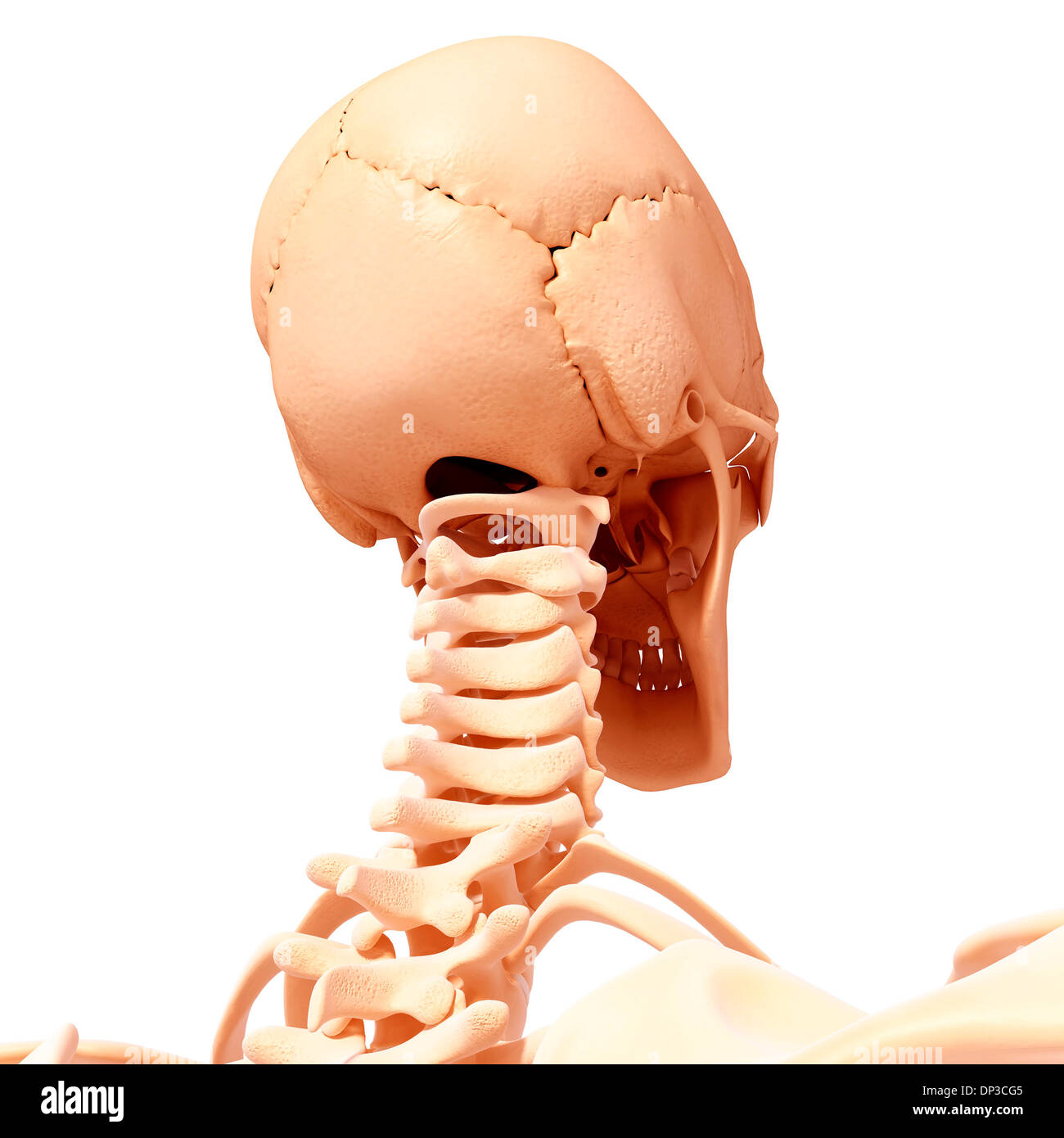 Human head skeleton, artwork Stock Photo - Alamy