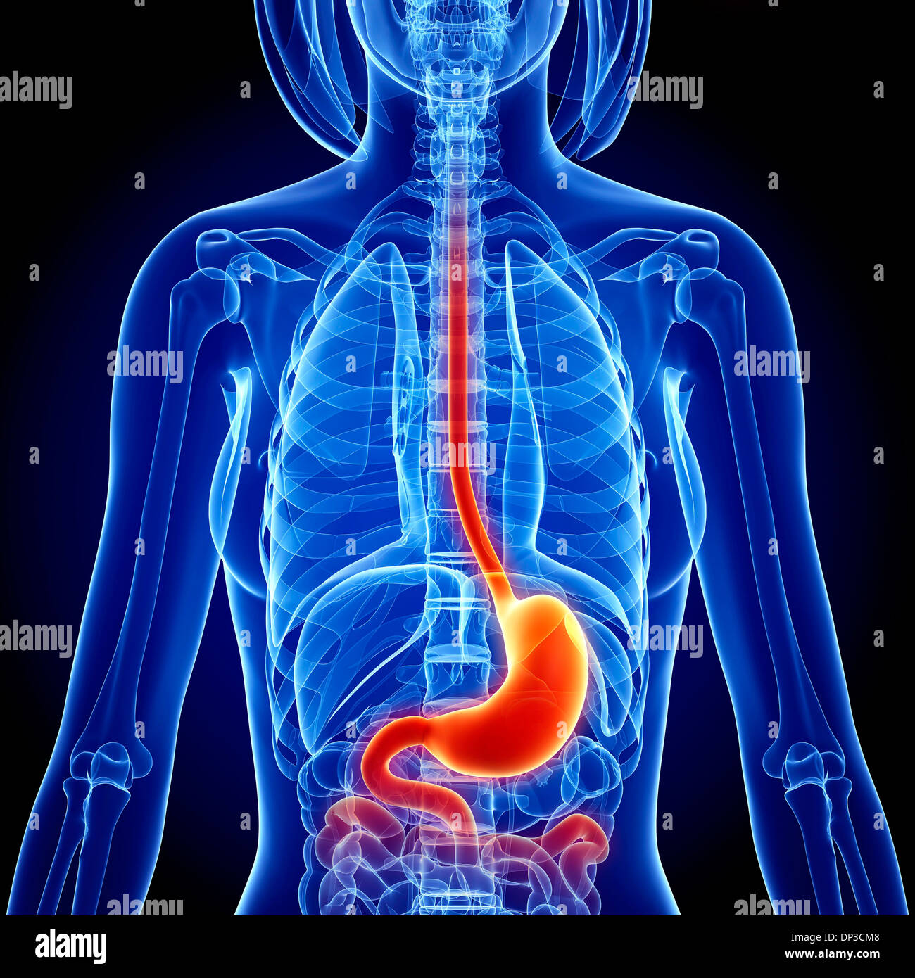 Female anatomy, artwork Stock Photo - Alamy