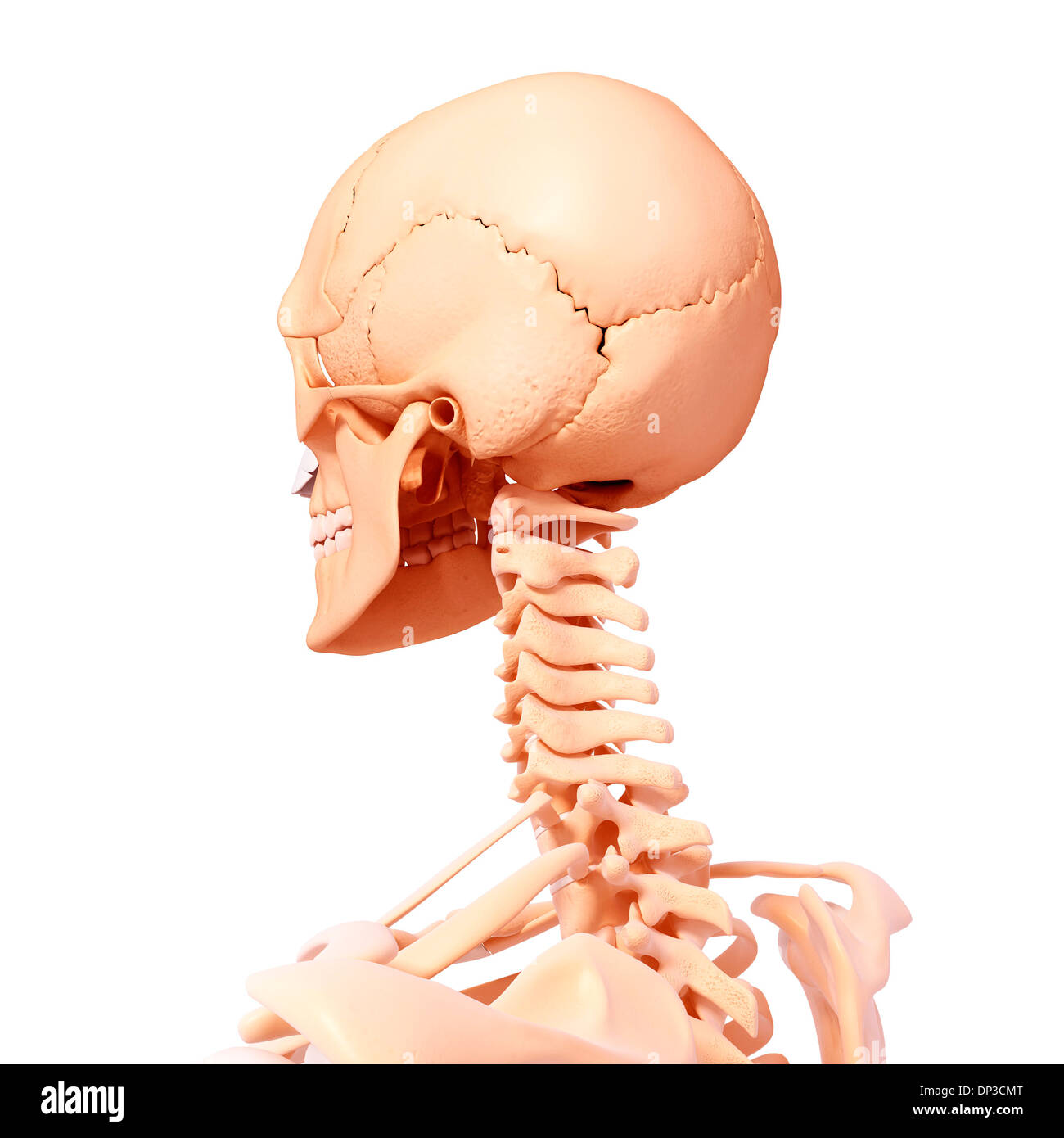 Human head skeleton, artwork Stock Photo - Alamy