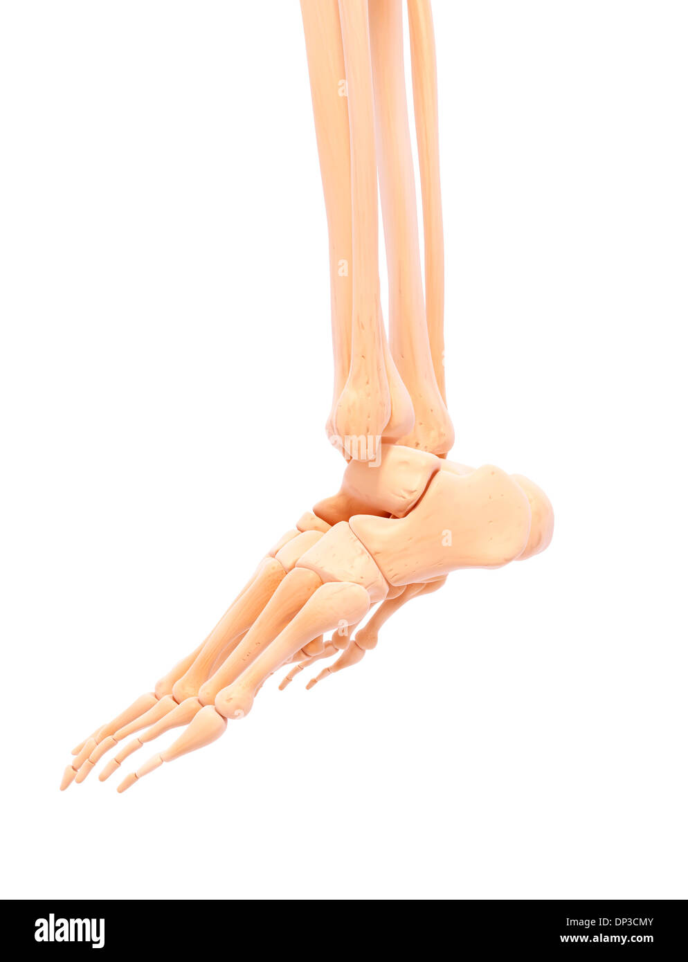 Human leg bones, artwork Stock Photo - Alamy