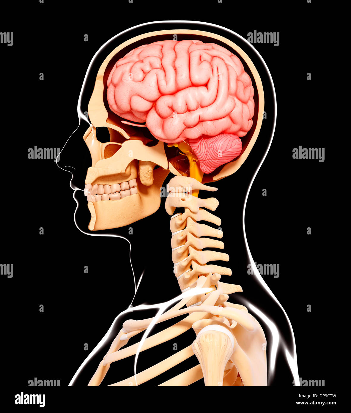 Human head anatomy, artwork Stock Photo - Alamy