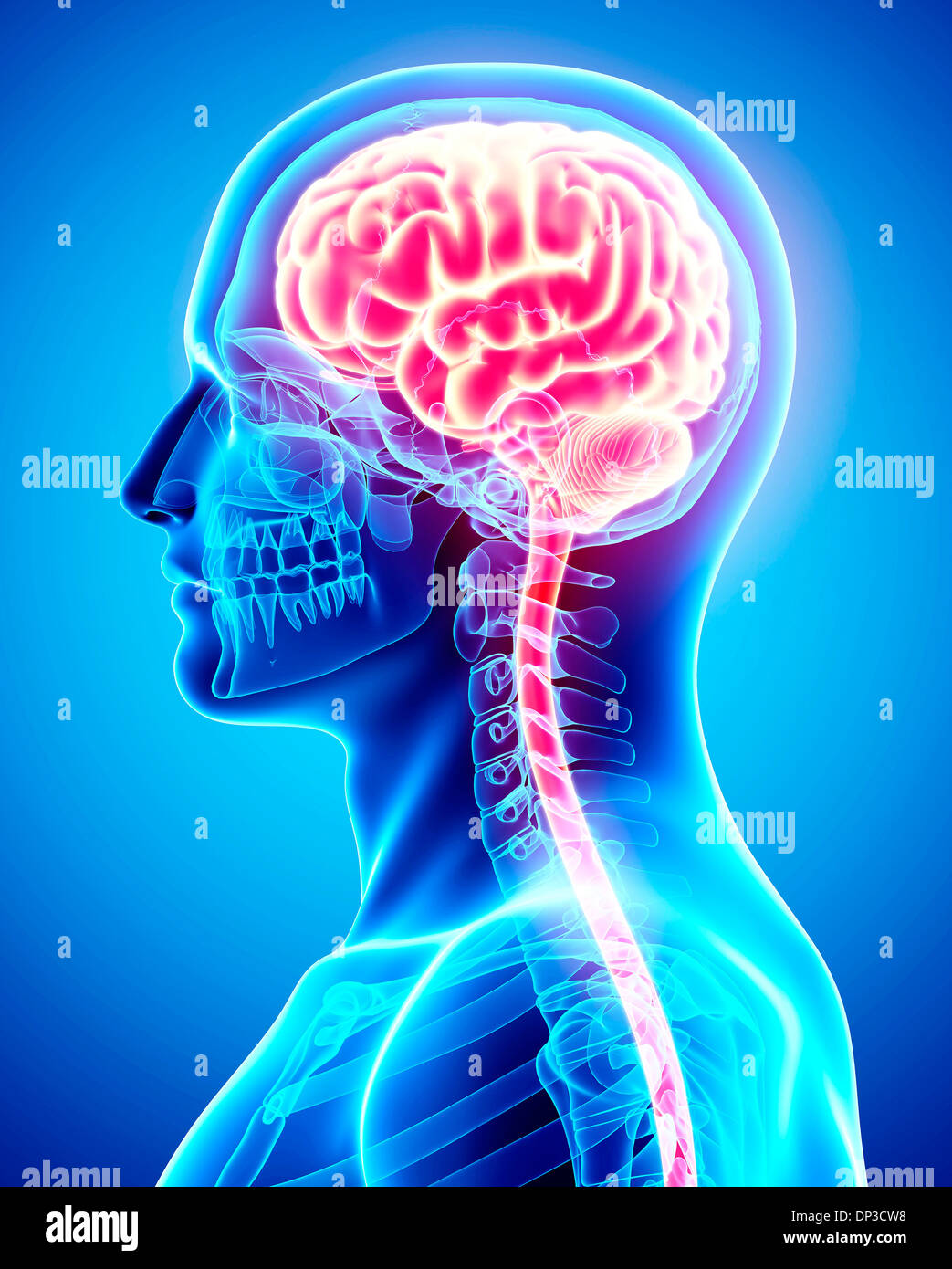 Human brain, artwork Stock Photo - Alamy
