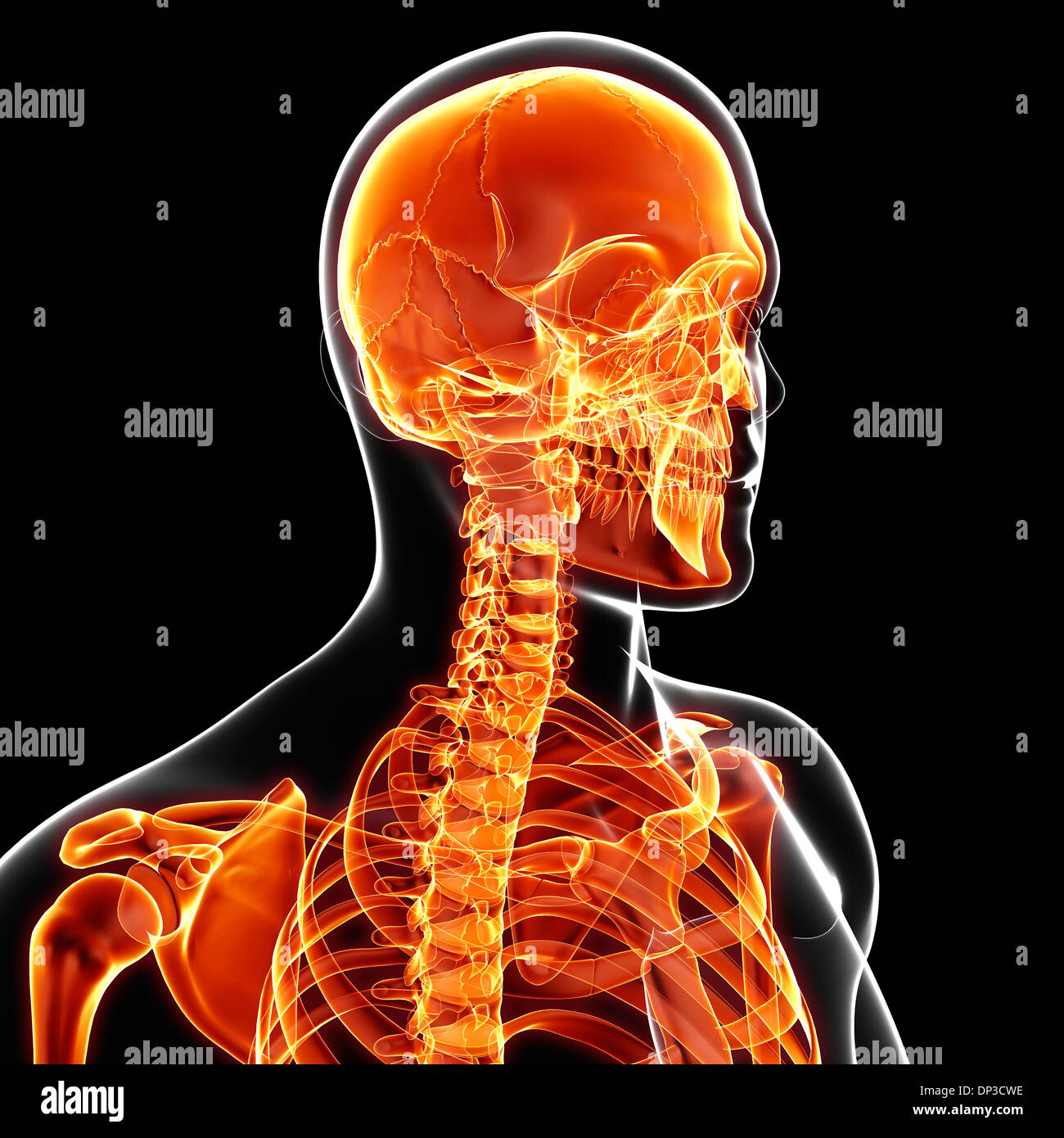 Man human skull three quarter view hi-res stock photography and images ...