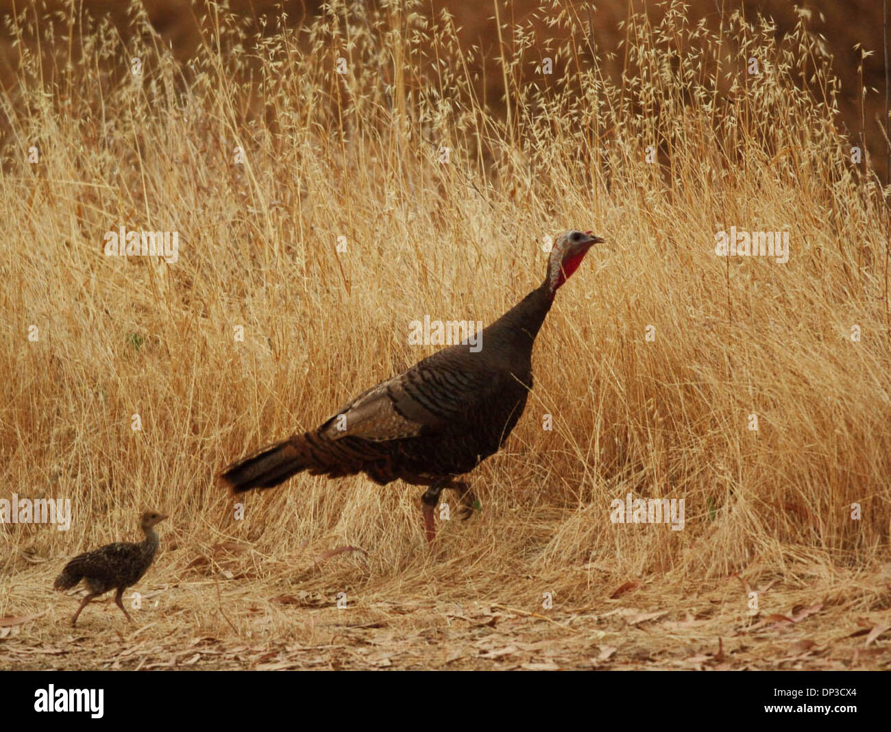 Jun 28, 2006; Mt. Diablo, CA, USA; A turkey and its young chick walk in ...