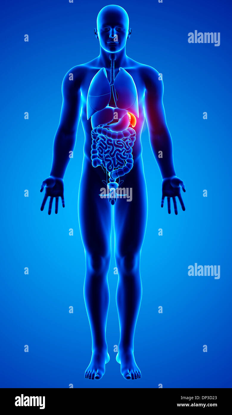 Male anatomy body full length front hi-res stock photography and images ...