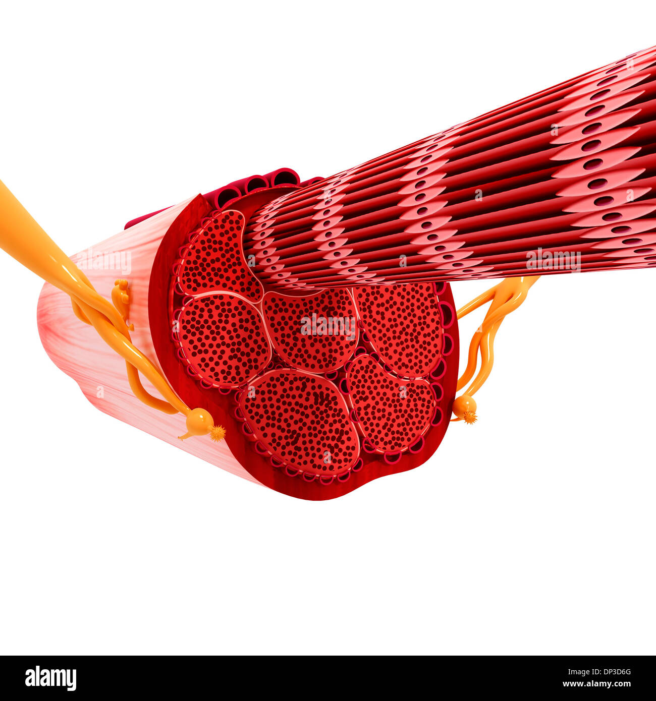 Sarcolemma hi-res stock photography and images - Alamy