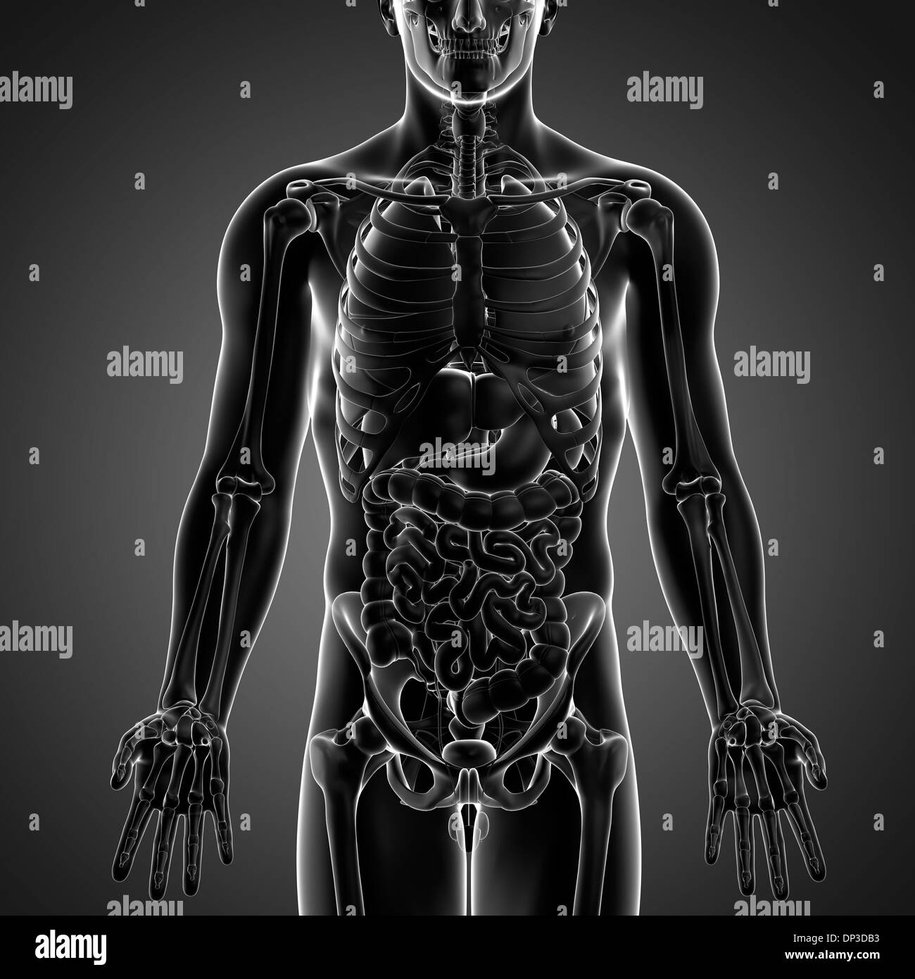 Male anatomy, artwork Stock Photo - Alamy
