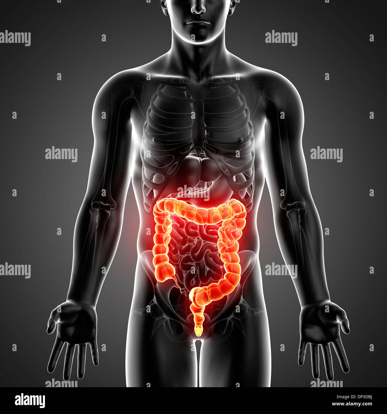 Normal human anatomy appendix colon hi-res stock photography and images ...