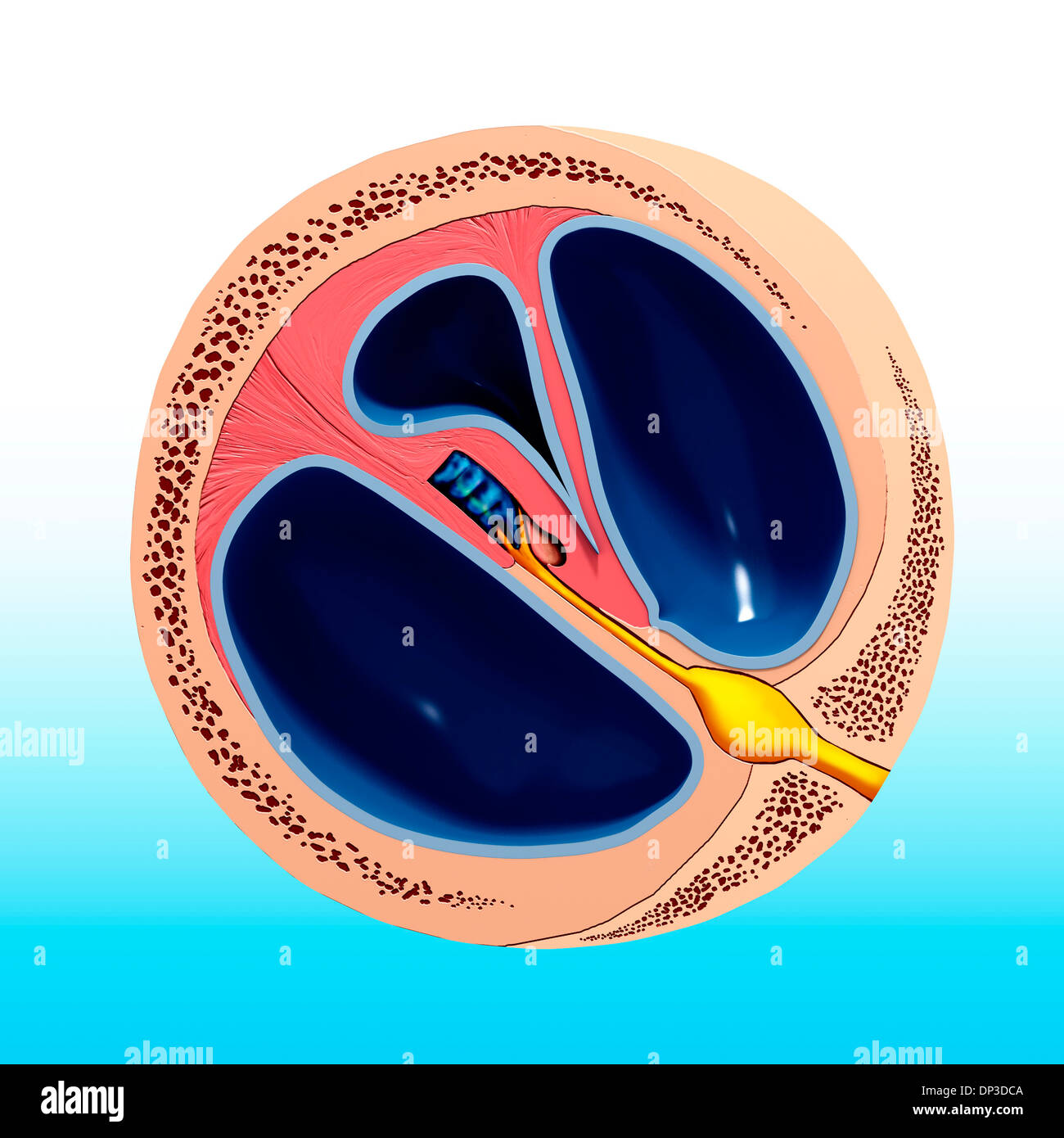 Human ear anatomy, artwork Stock Photo - Alamy