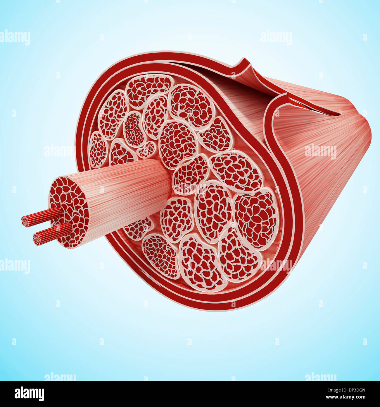 Sarcolemma hi-res stock photography and images - Alamy