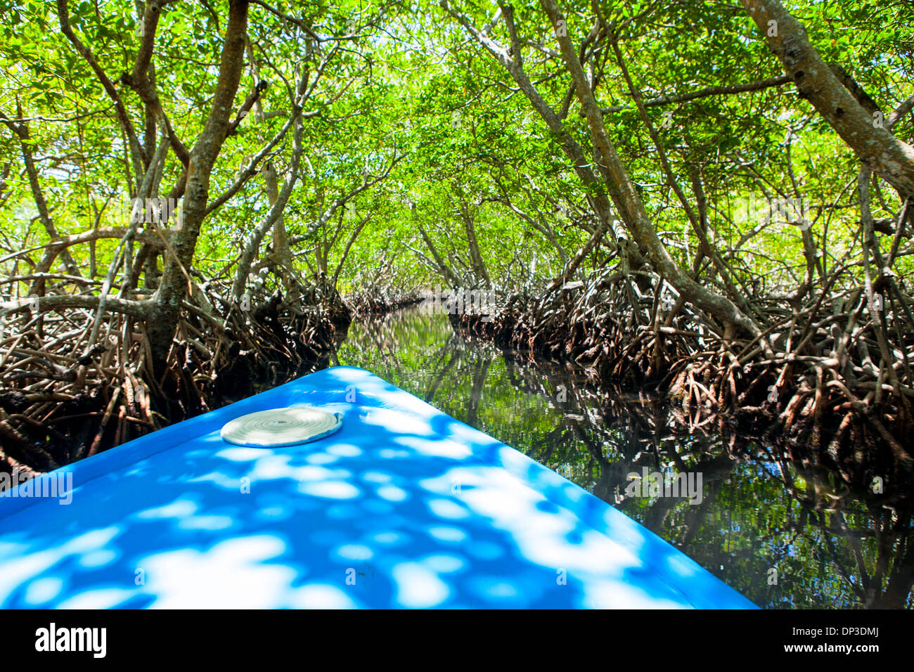 Tour group passes through the mangrove tunnels of Roatan in a ...