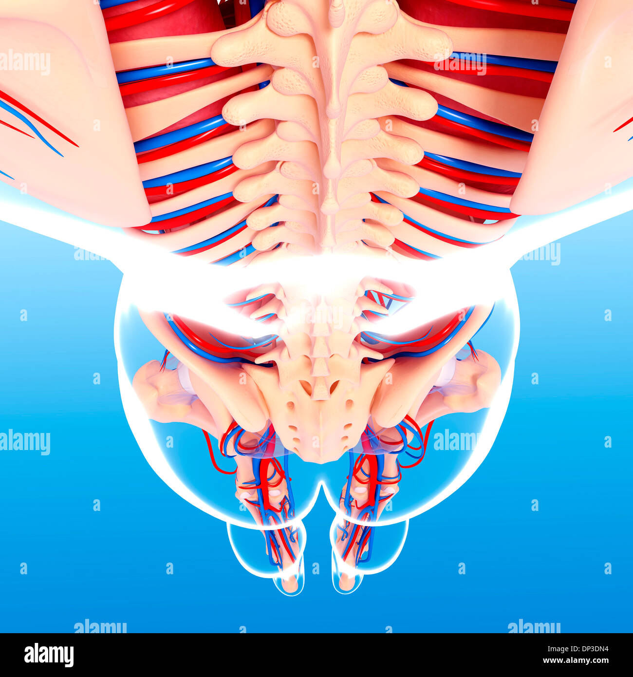 Human anatomy, artwork Stock Photo - Alamy