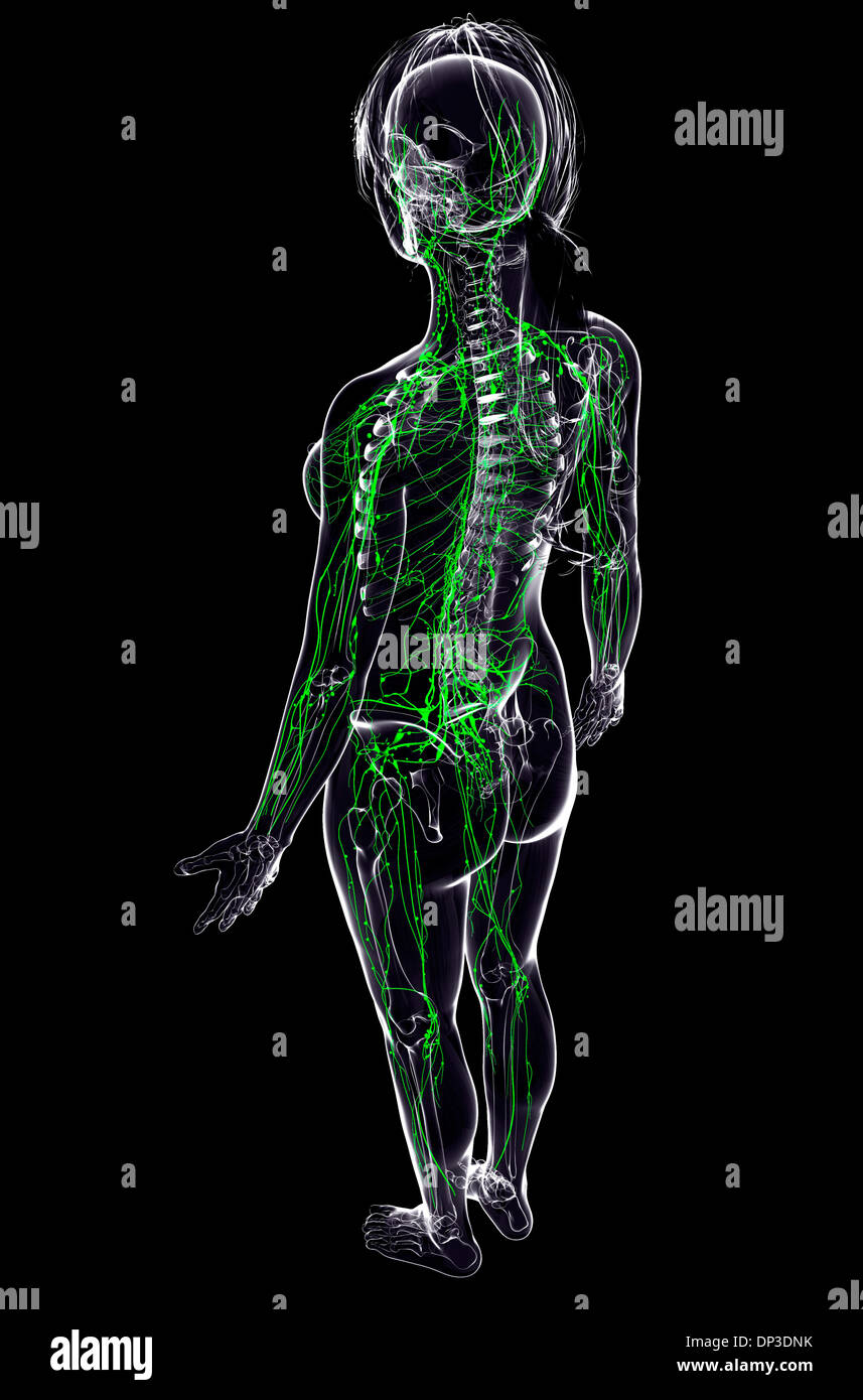 Female lymphatic system, artwork Stock Photo - Alamy