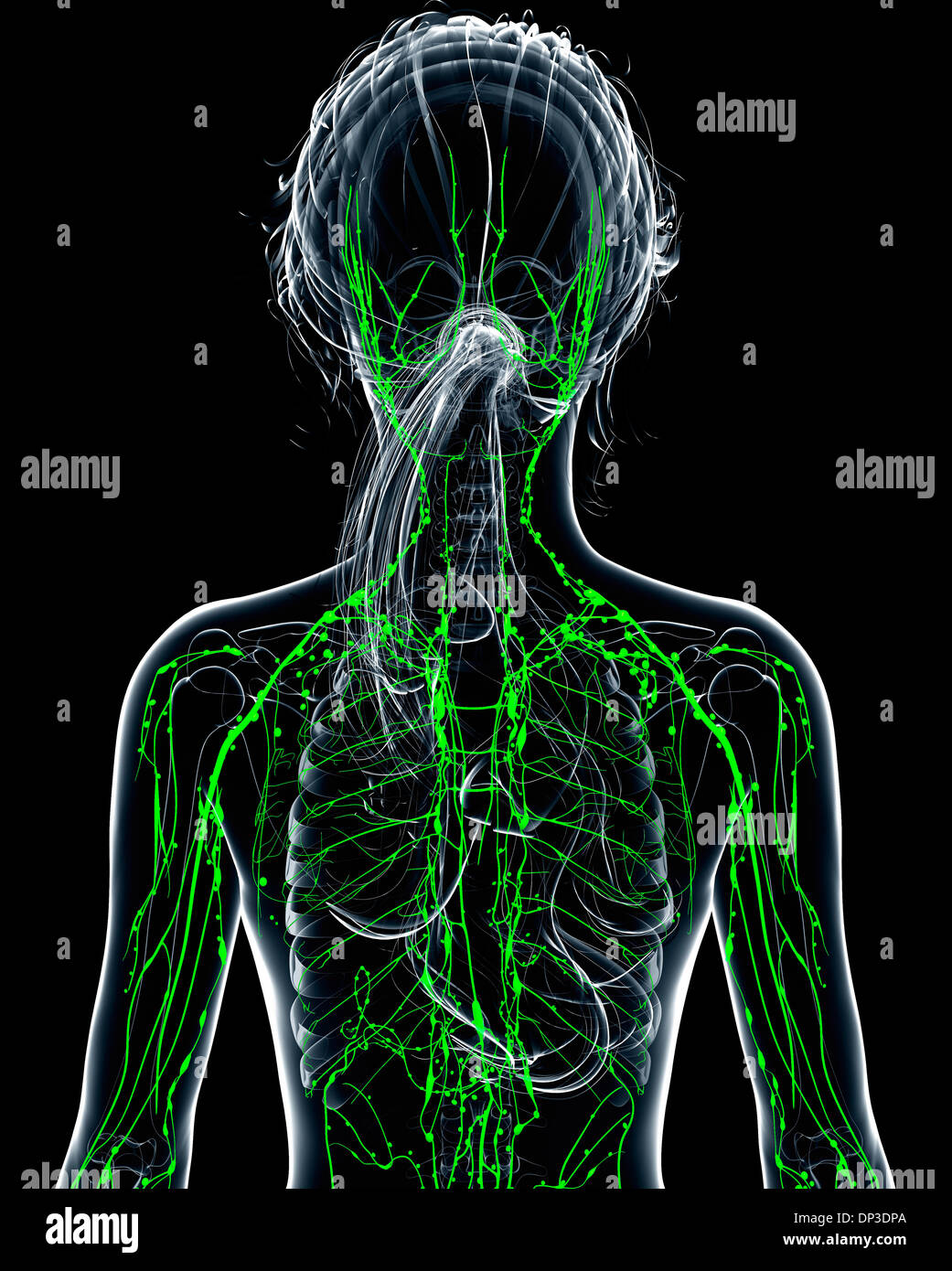 Female lymphatic system, artwork Stock Photo - Alamy