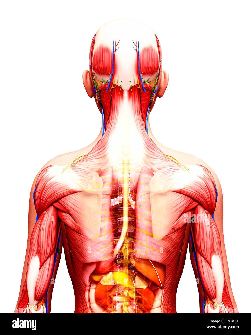 Human anatomy, artwork Stock Photo - Alamy