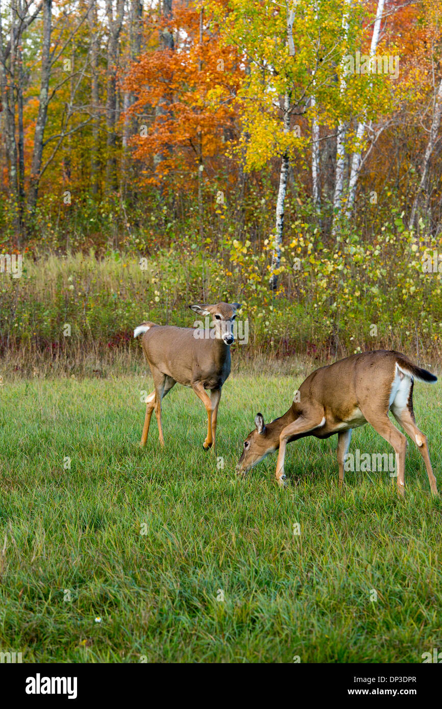 Whitetail ears back hi-res stock photography and images - Alamy