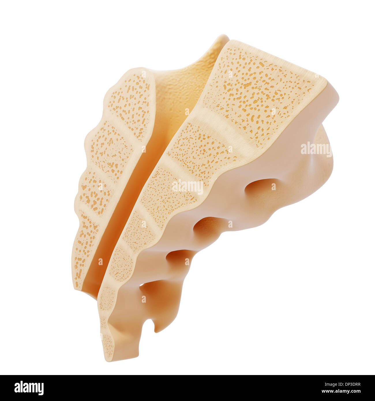 Sacrum Cut Out Stock Images & Pictures - Alamy