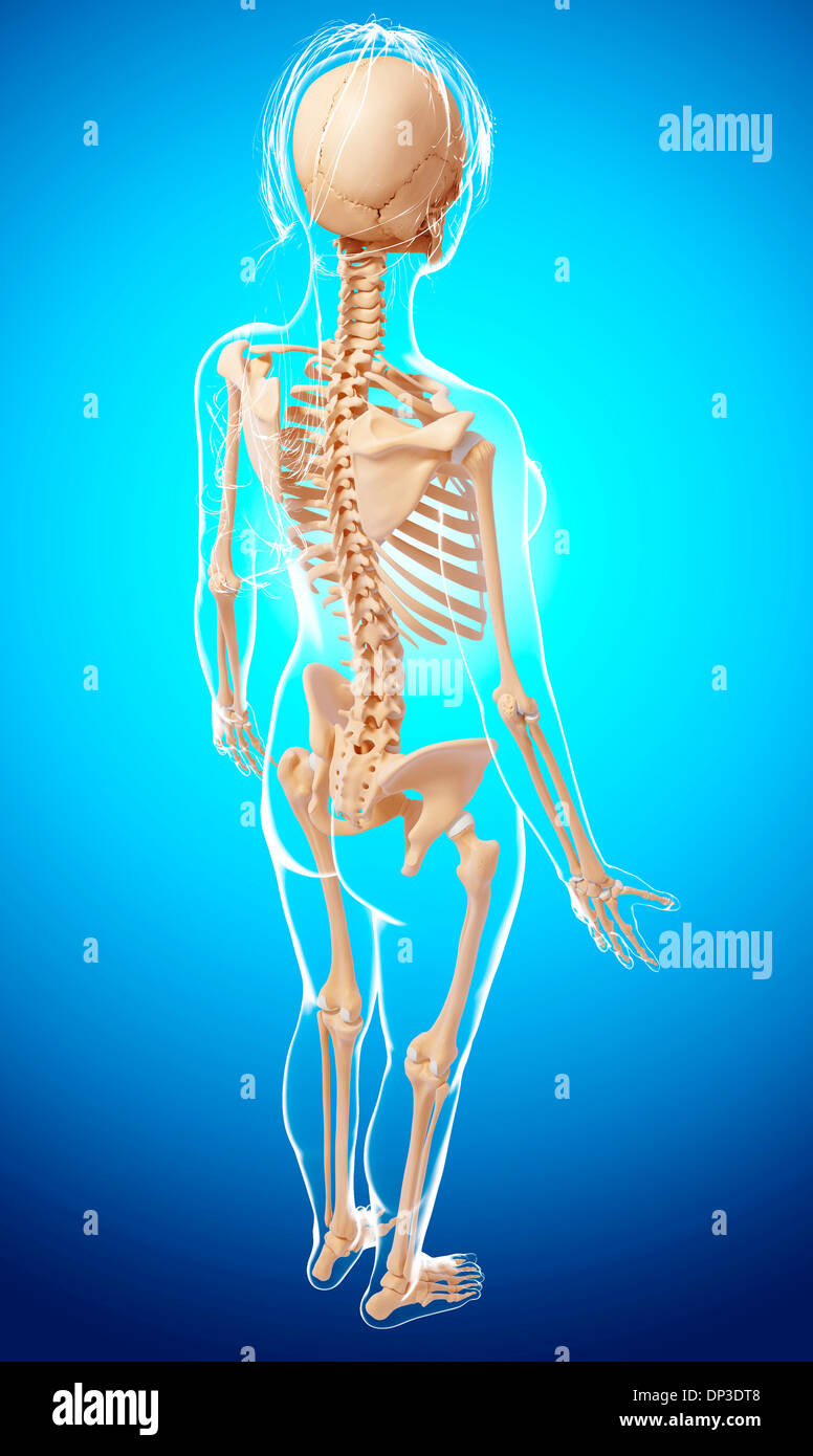 Female skeleton, artwork Stock Photo - Alamy