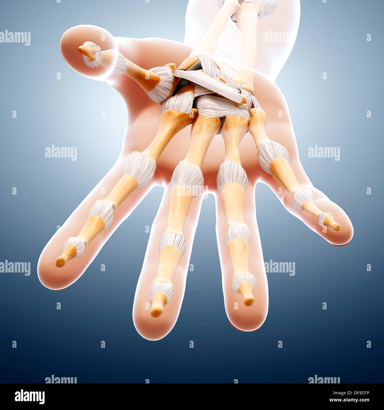 Human hand bones, artwork Stock Photo - Alamy