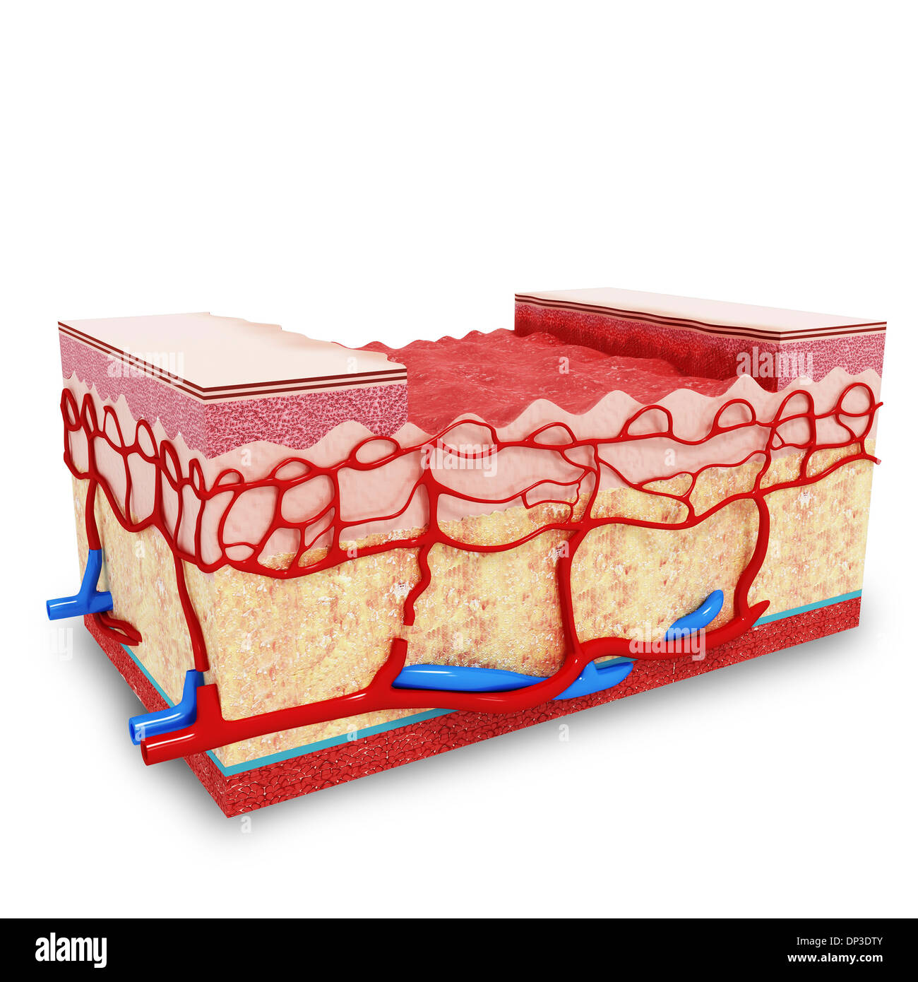 Human skin anatomy, artwork Stock Photo - Alamy