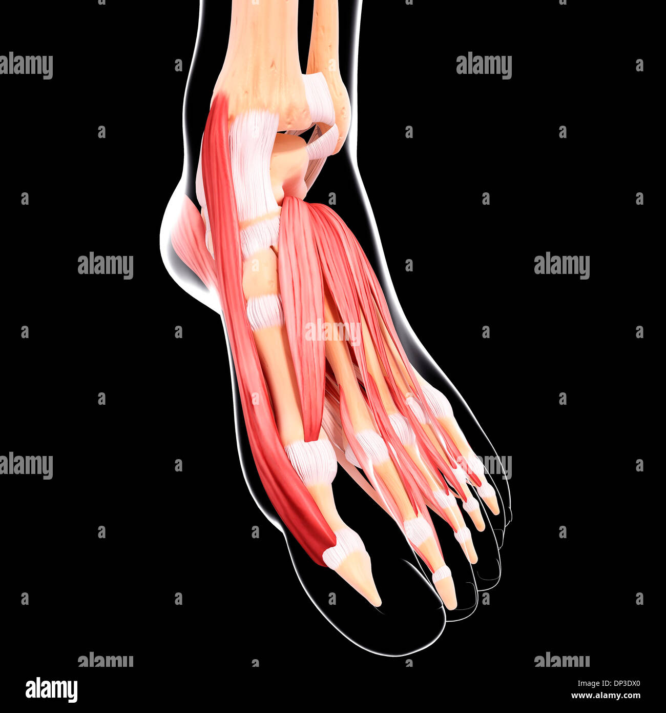 Human foot musculature, artwork Stock Photo - Alamy