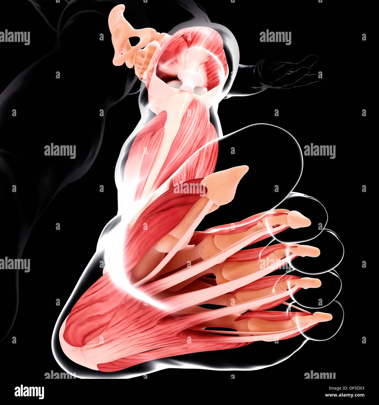 human leg muscular anatomy Stock Photo - Alamy
