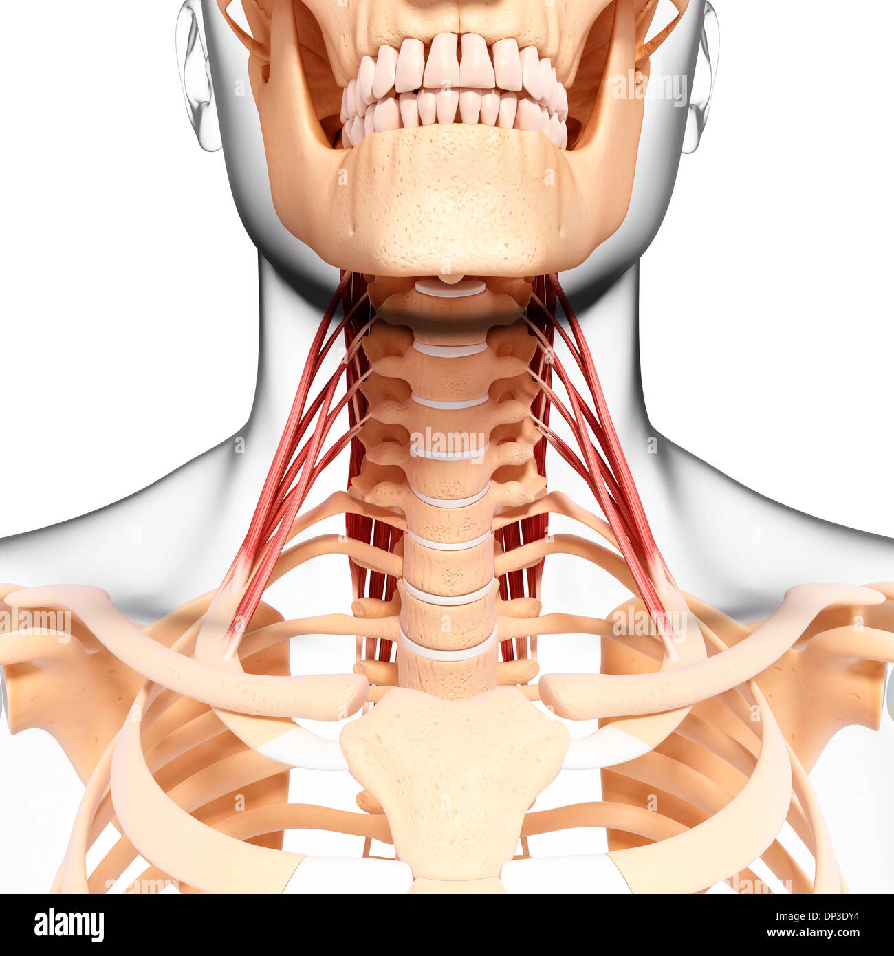 Human neck musculature, artwork Stock Photo - Alamy
