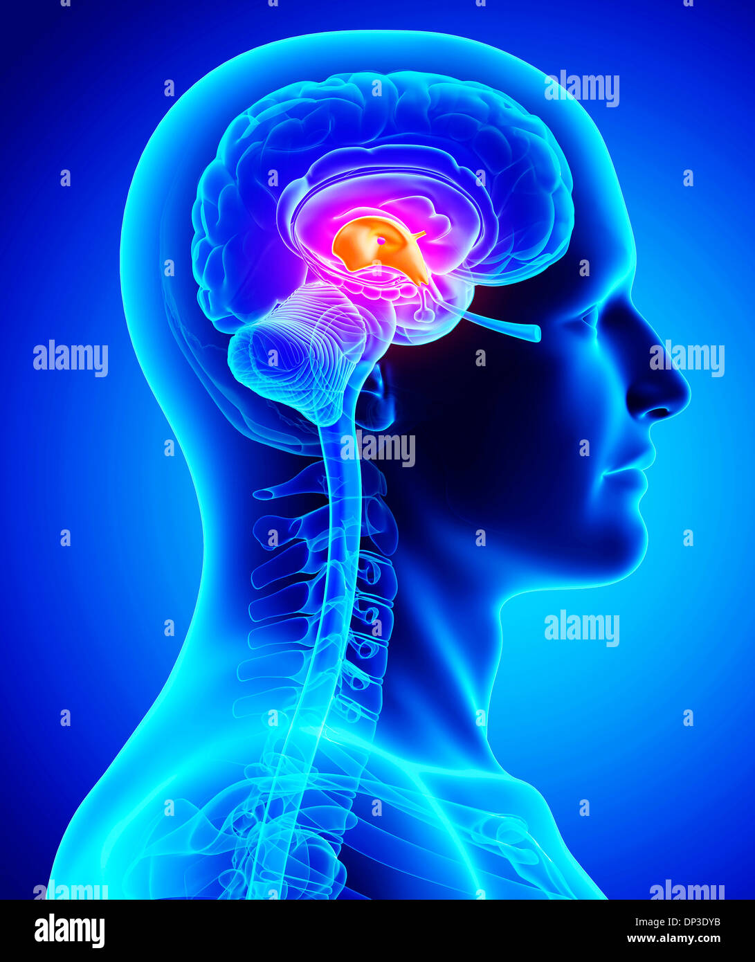 Human brain, artwork Stock Photo - Alamy