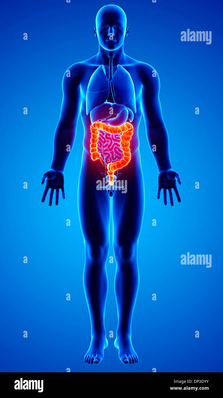 Normal human anatomy appendix colon hi-res stock photography and images ...