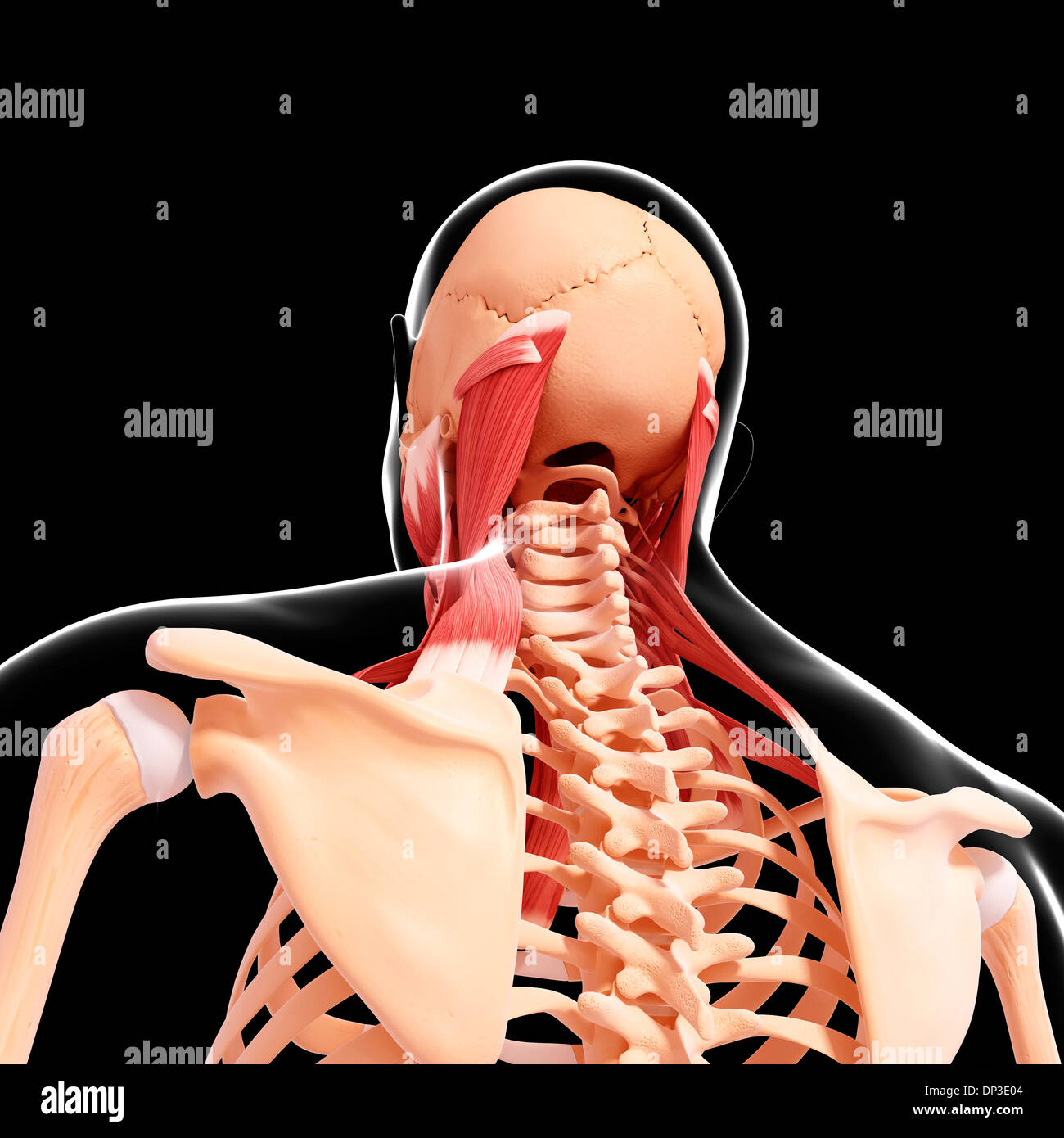 Human neck musculature, artwork Stock Photo - Alamy