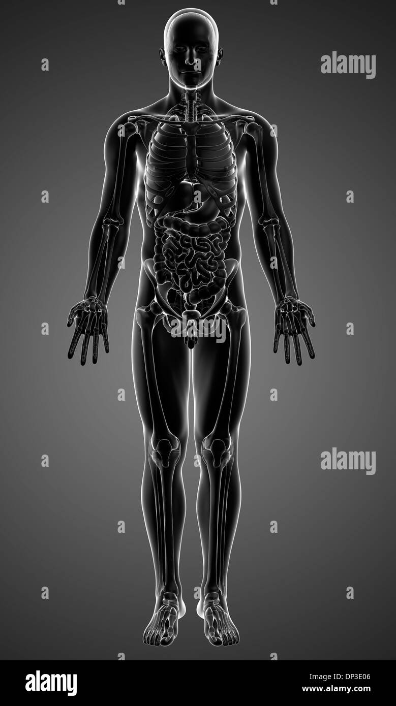 Male anatomy, artwork Stock Photo - Alamy