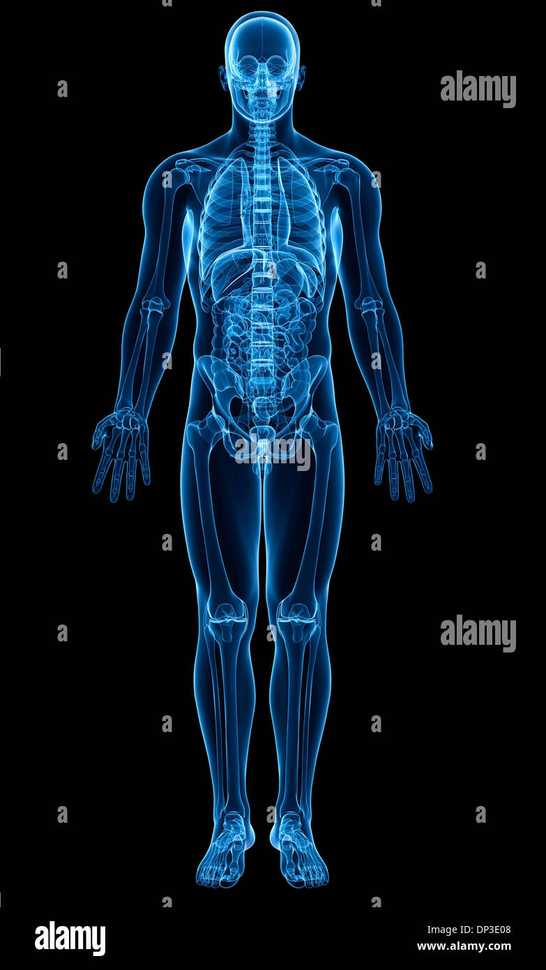 Male anatomy body full length hi-res stock photography and images - Alamy