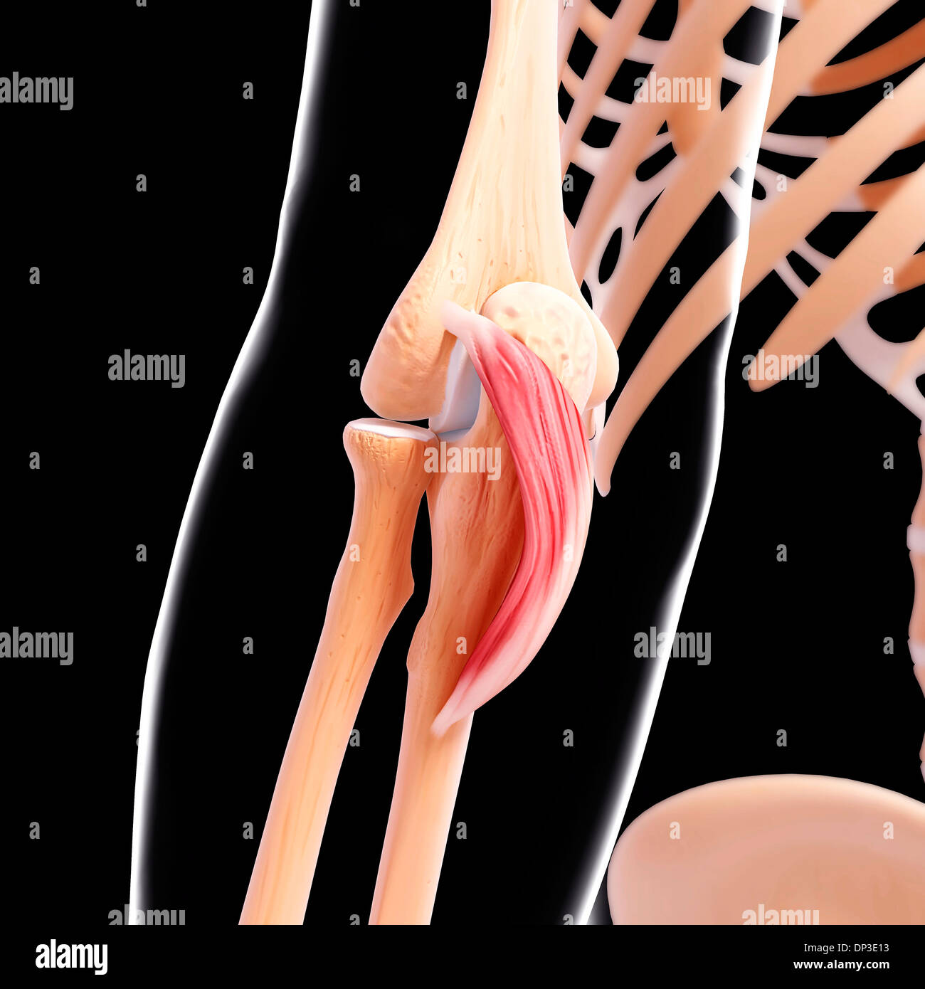 Human elbow musculature, artwork Stock Photo - Alamy