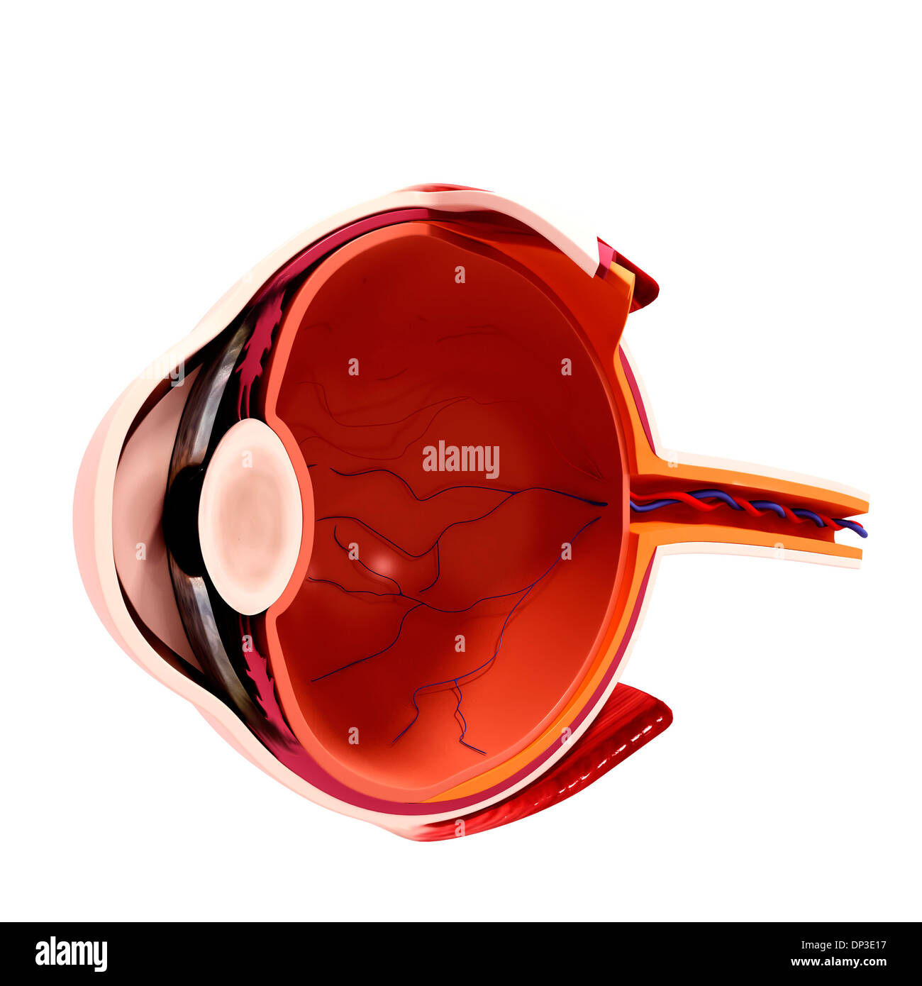 Eye anatomy illustration Cut Out Stock Images & Pictures - Alamy