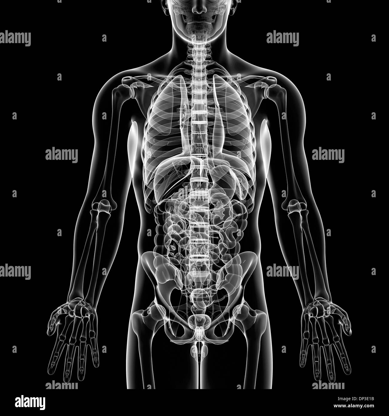 Male anatomy, artwork Stock Photo - Alamy