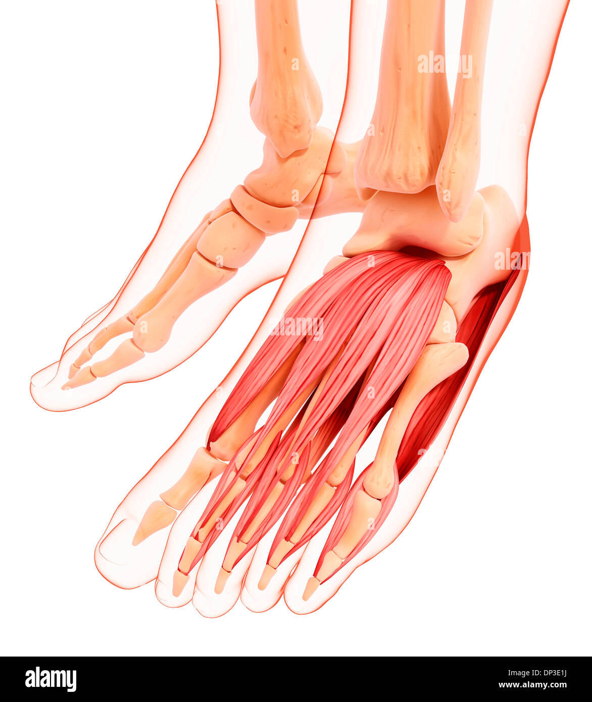 Human foot musculature, artwork Stock Photo - Alamy
