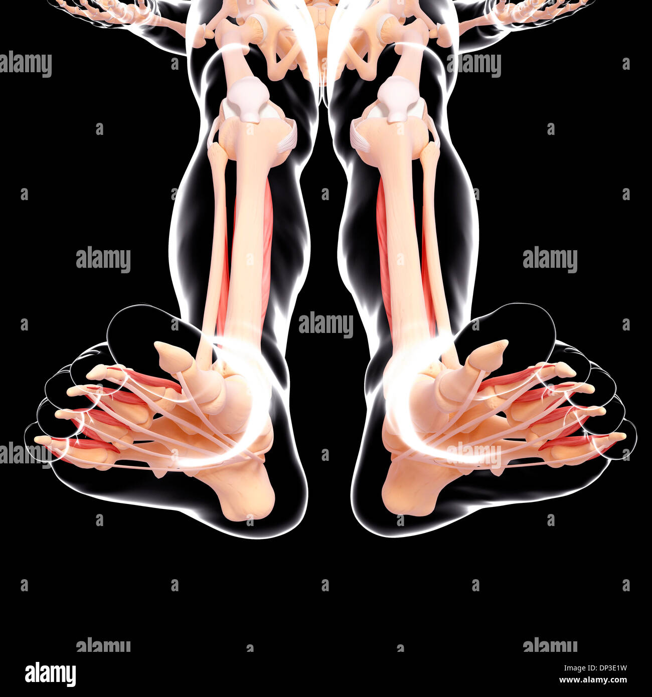 Leg anatomy hi-res stock photography and images - Alamy