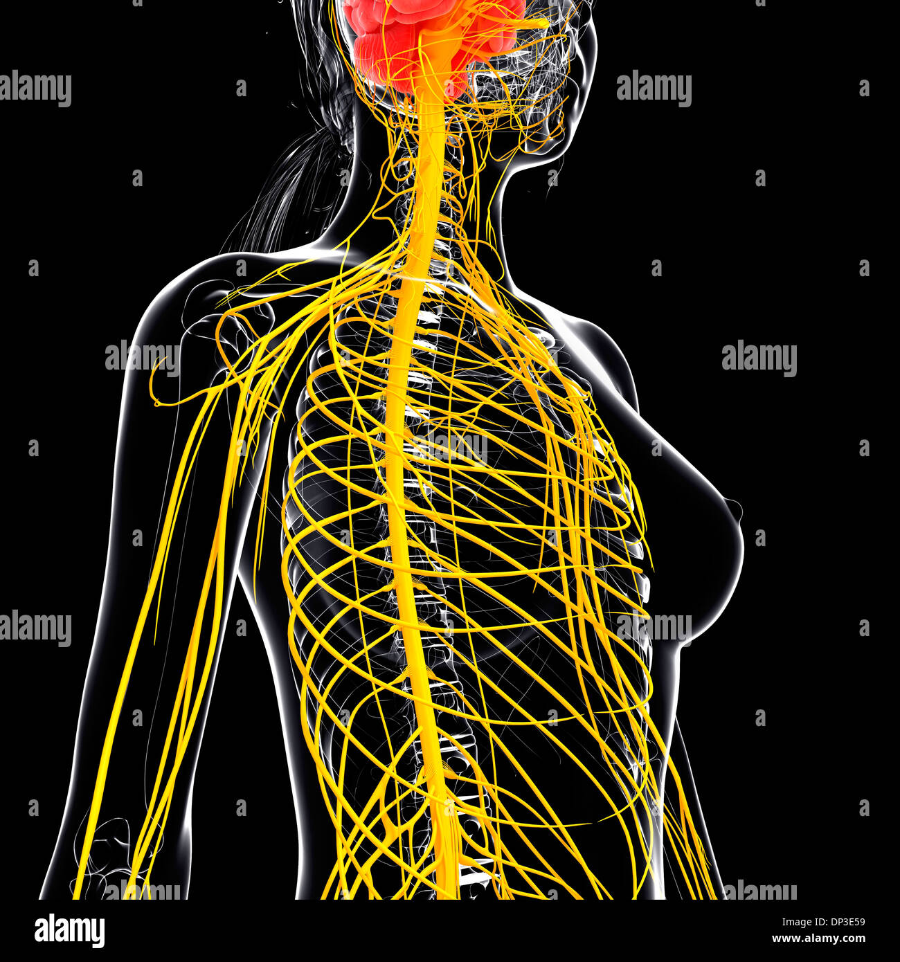 Female nervous system, artwork Stock Photo - Alamy