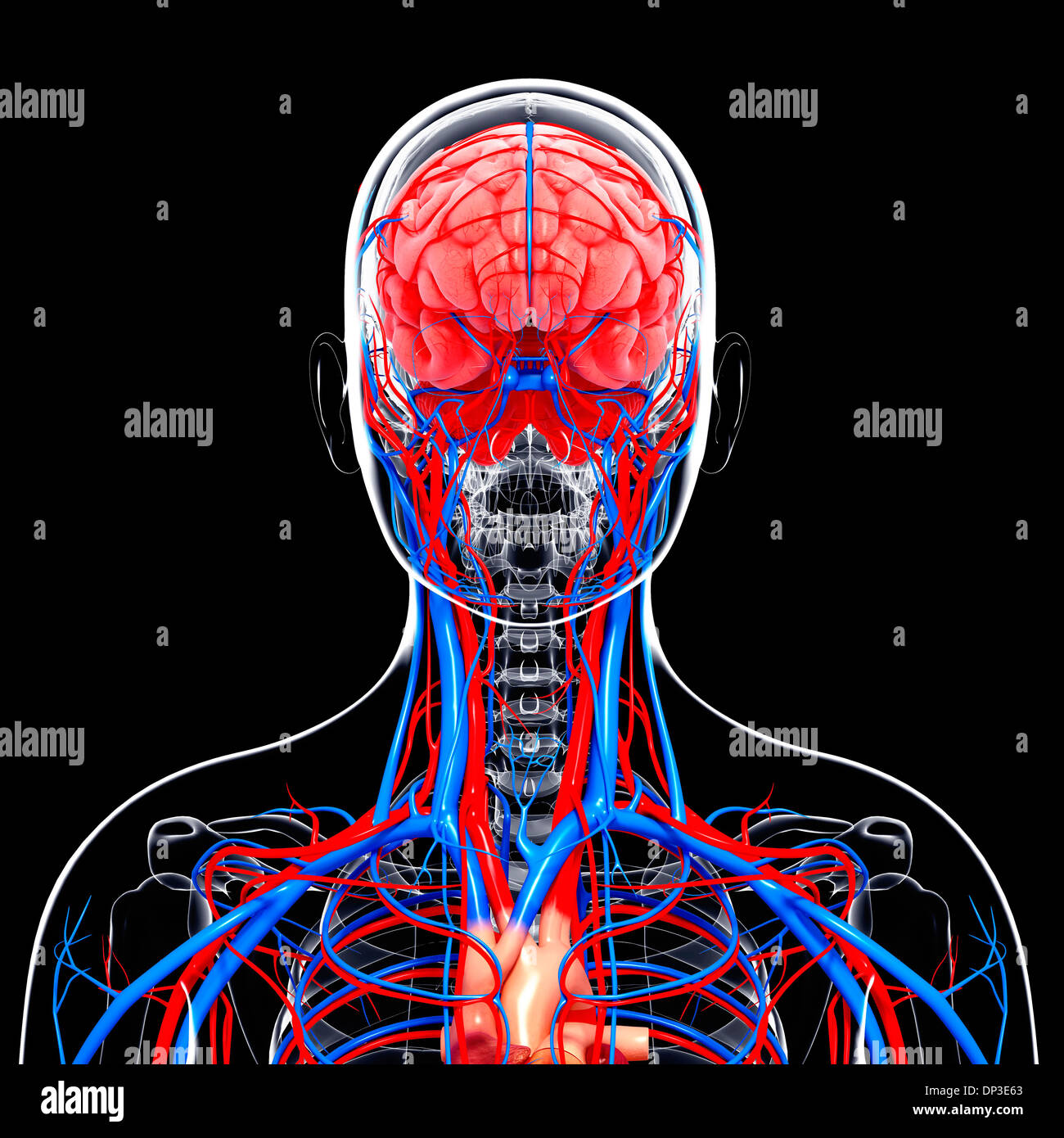 Human cardiovascular system, artwork Stock Photo - Alamy