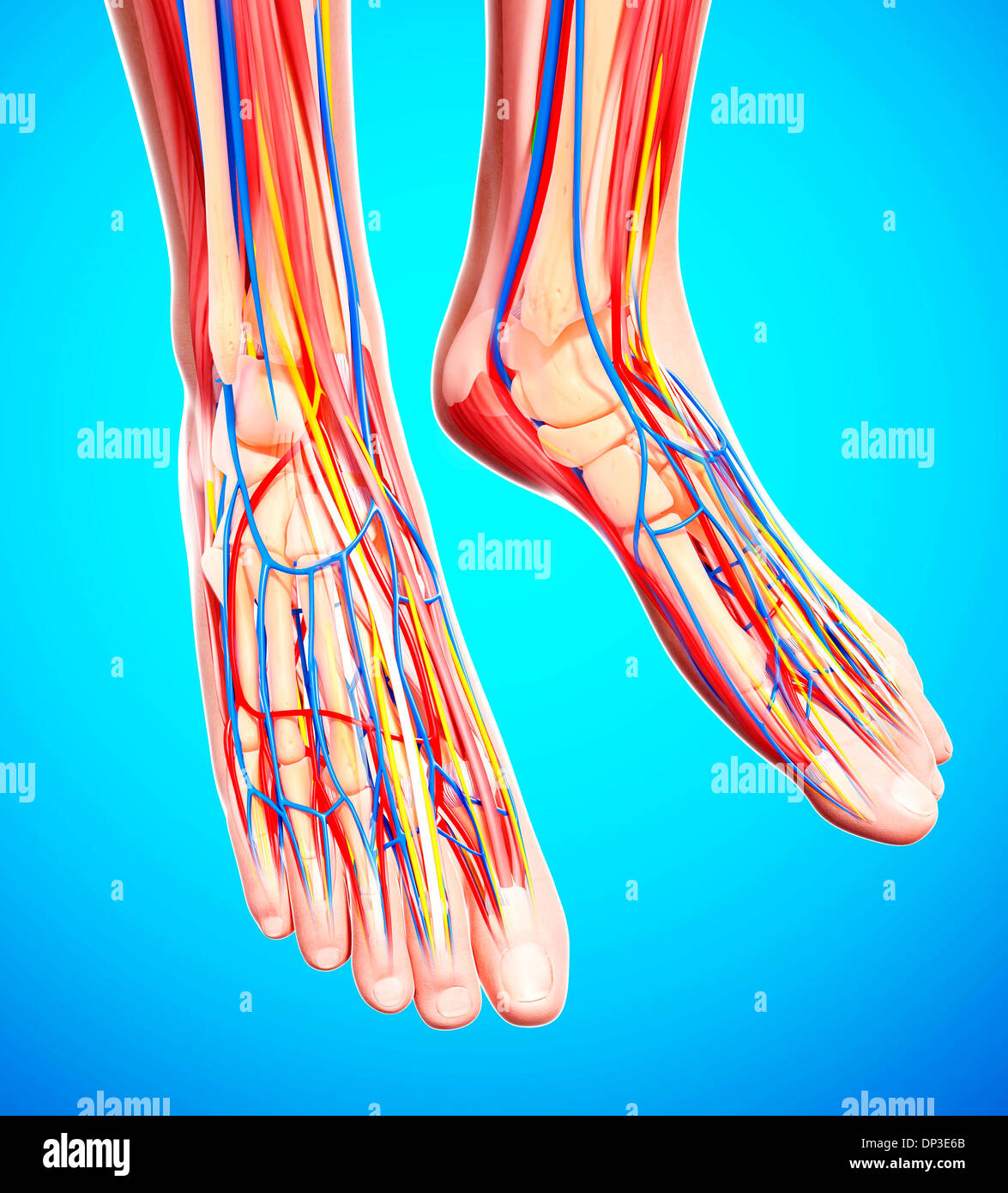 Human foot anatomy, artwork Stock Photo - Alamy