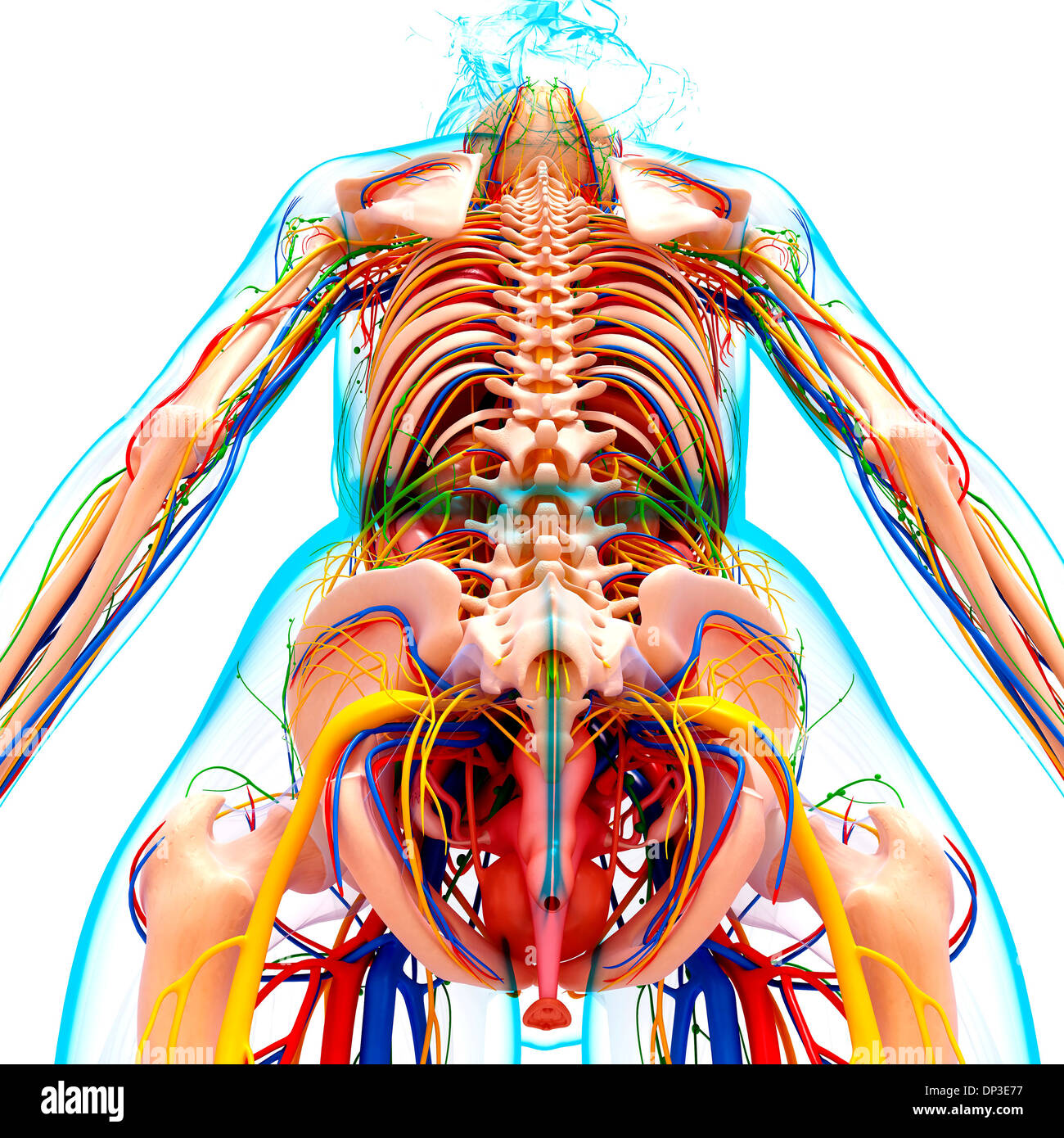 Female anatomy, artwork Stock Photo - Alamy