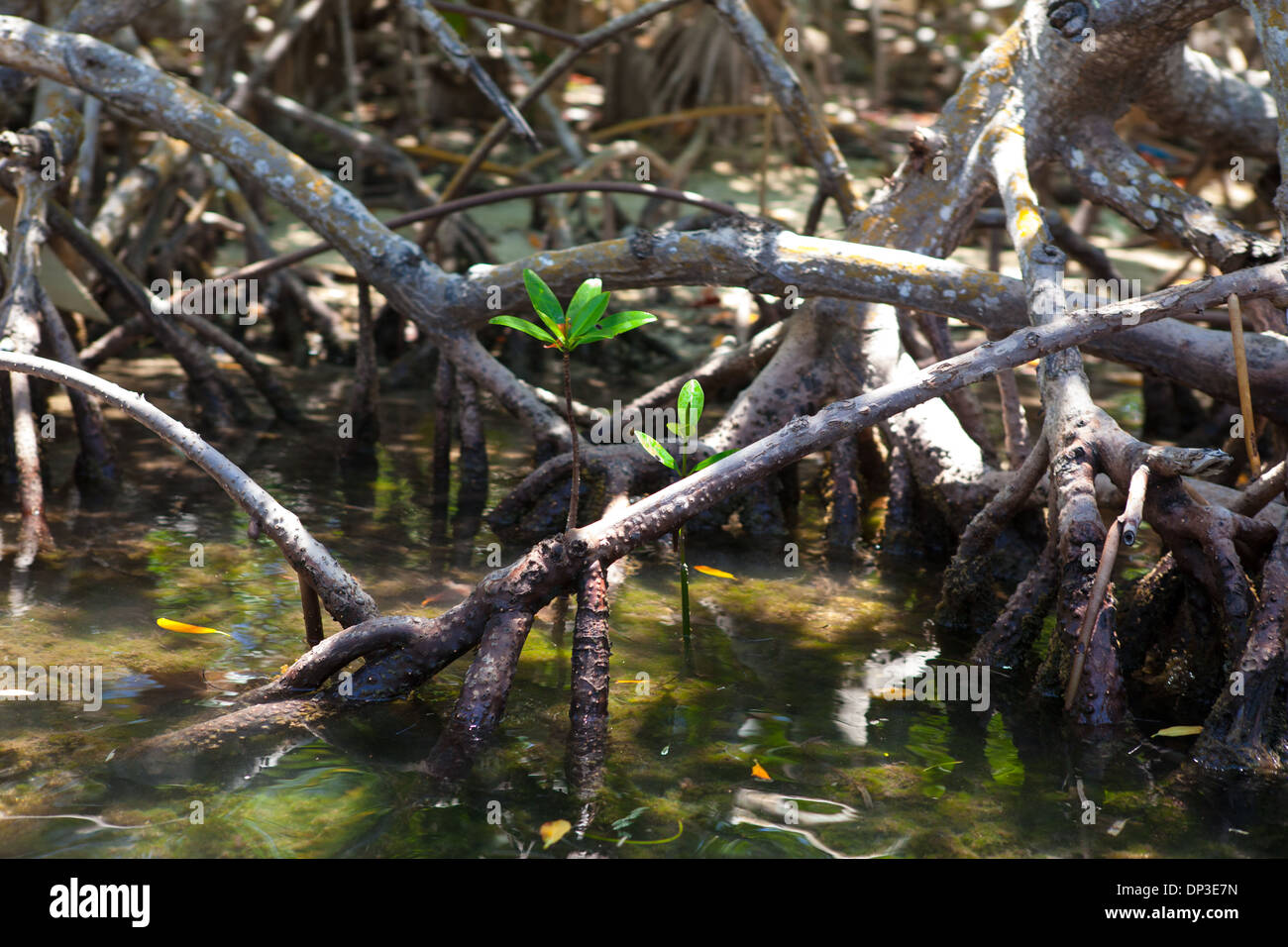 Mangrove sprouts hi-res stock photography and images - Alamy
