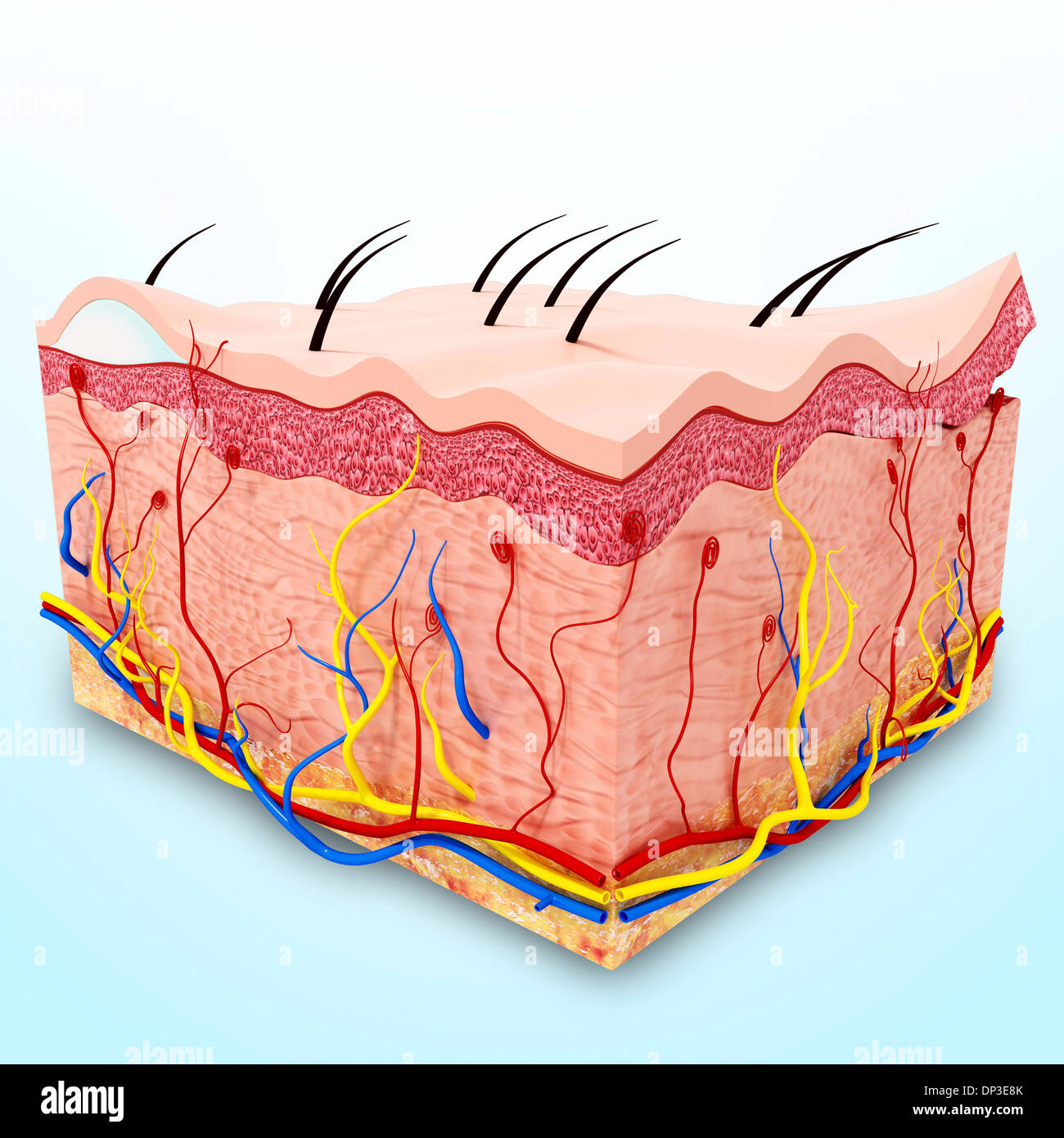 Human skin anatomy, artwork Stock Photo - Alamy