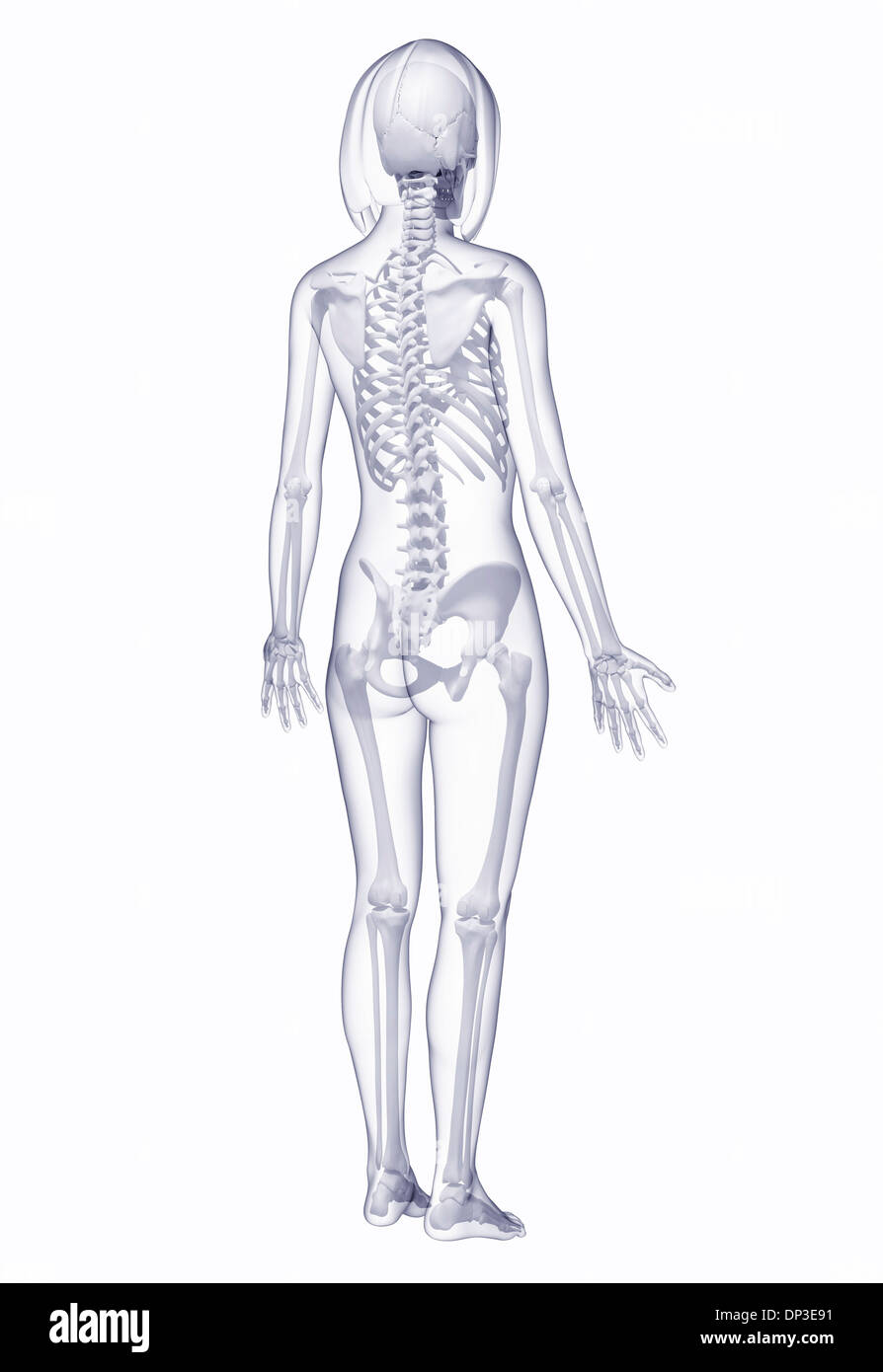 Female skeleton, artwork Stock Photo - Alamy