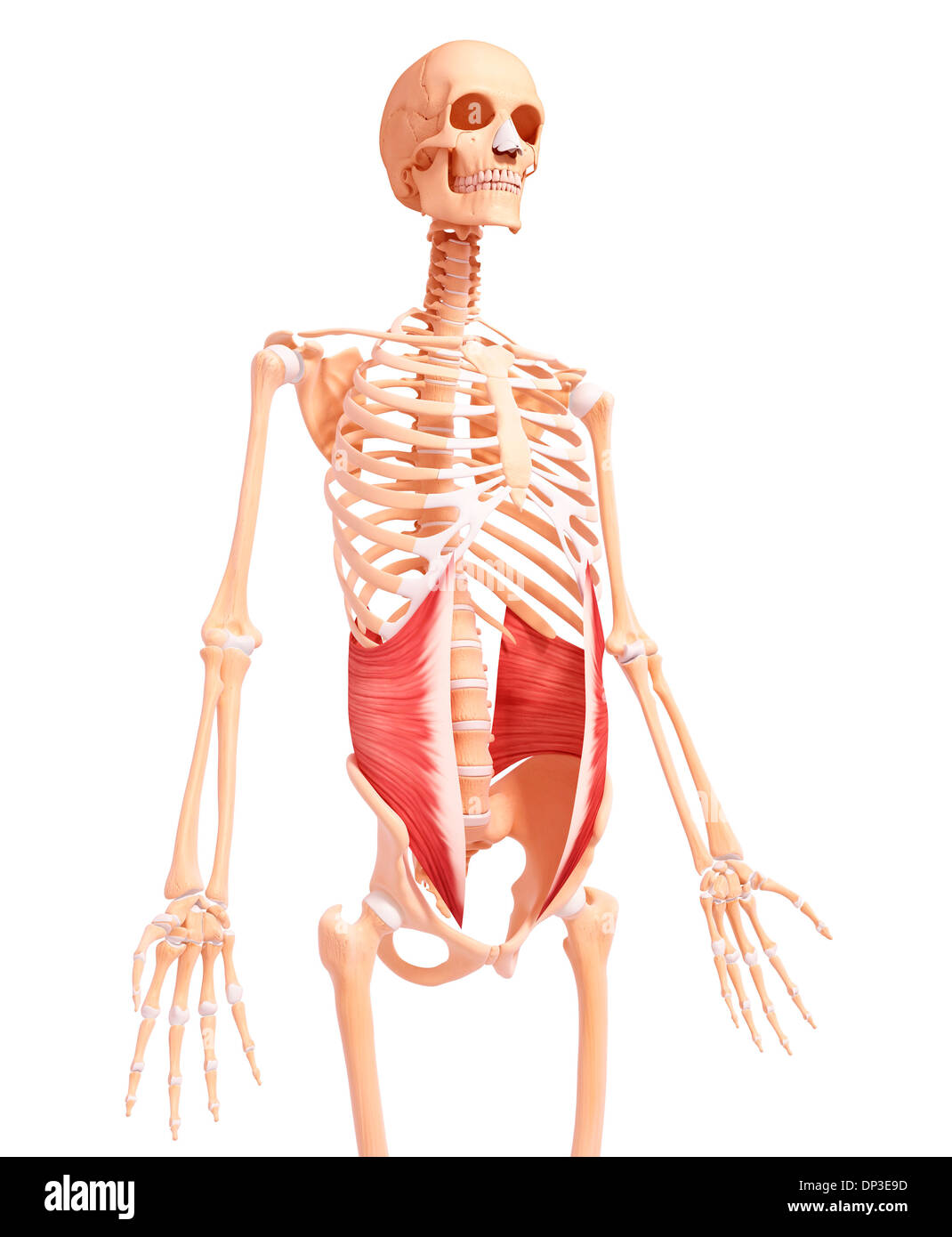Human musculature, artwork Stock Photo - Alamy