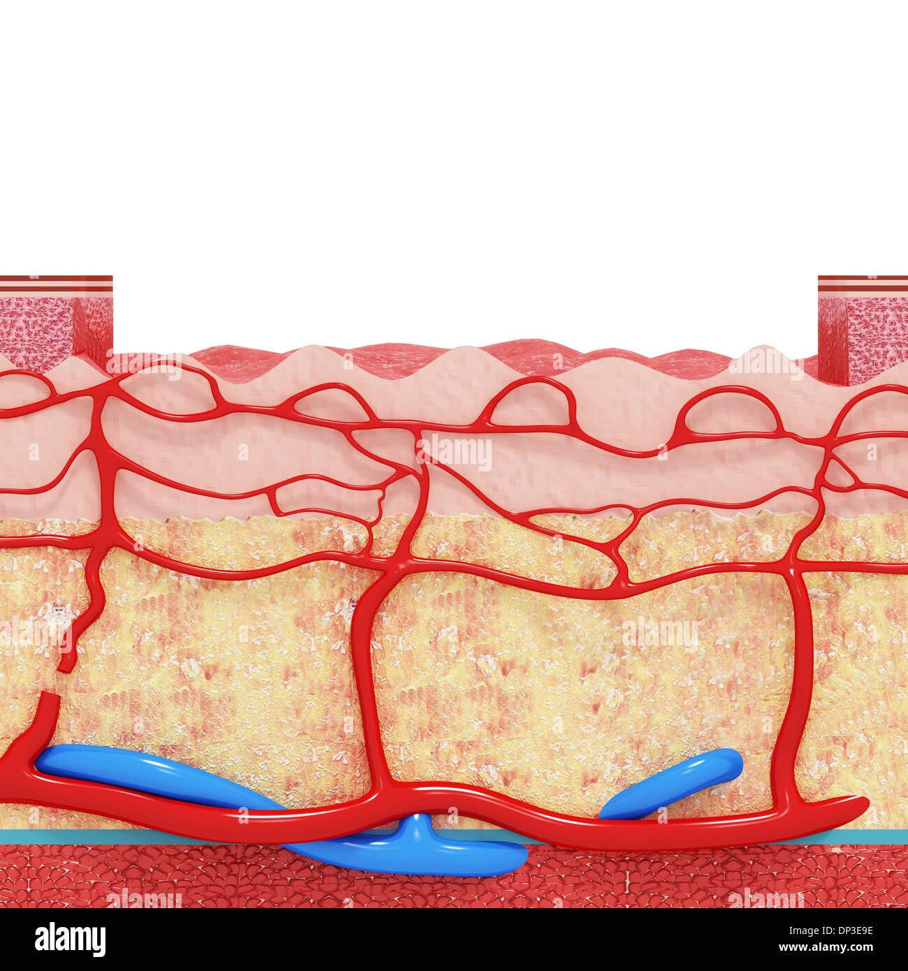 Human skin anatomy, artwork Stock Photo - Alamy
