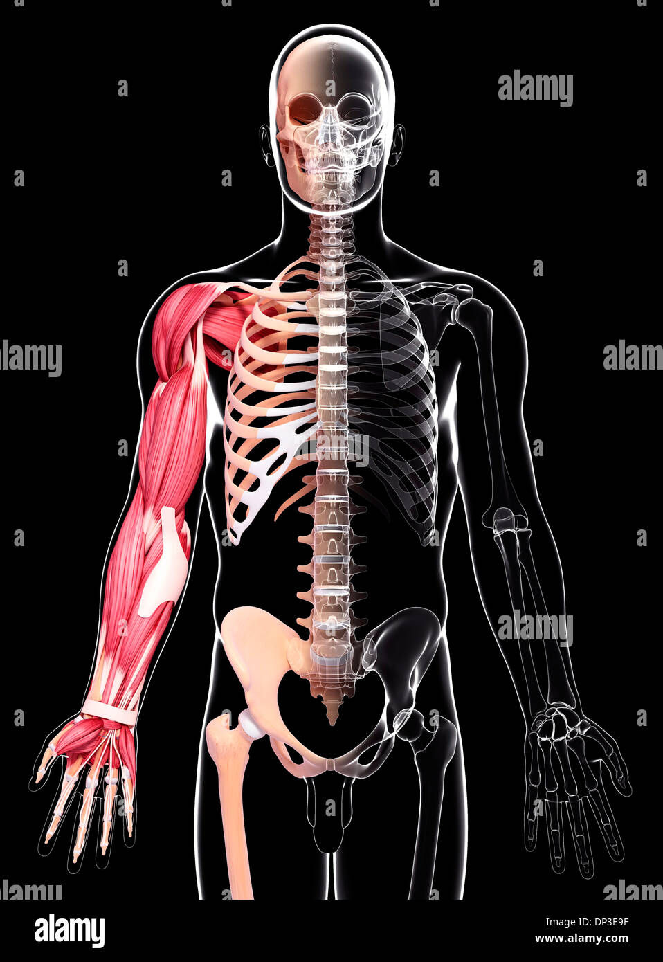Human arm musculature, artwork Stock Photo - Alamy