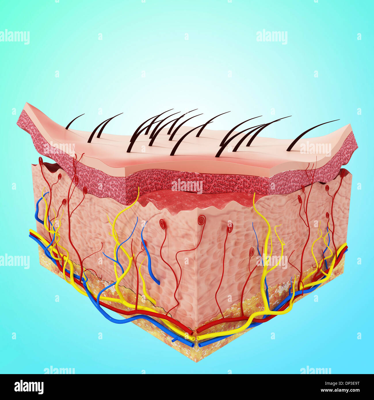 Human skin anatomy, artwork Stock Photo - Alamy
